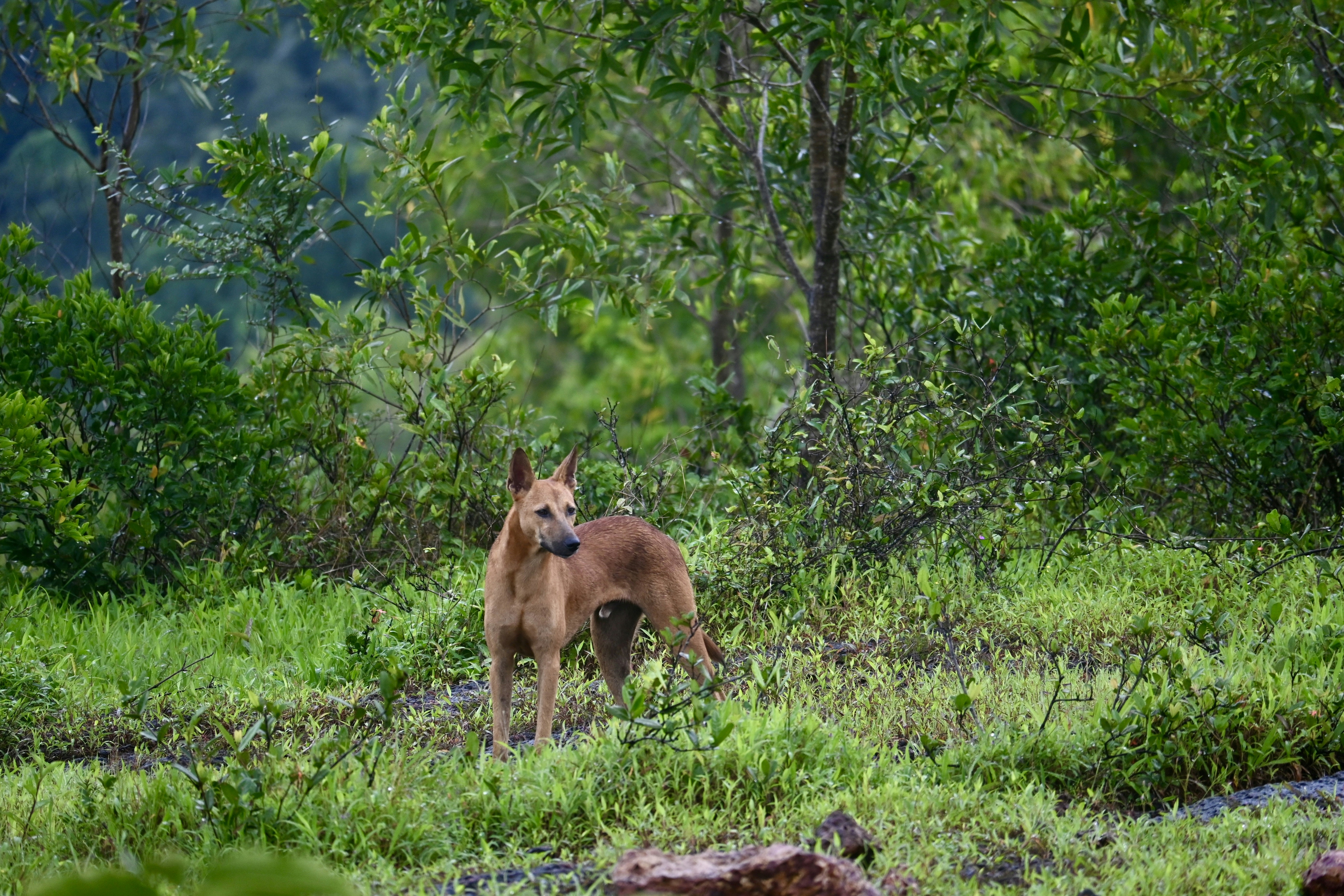 Verdant Clearing: A Lone Canid Scout