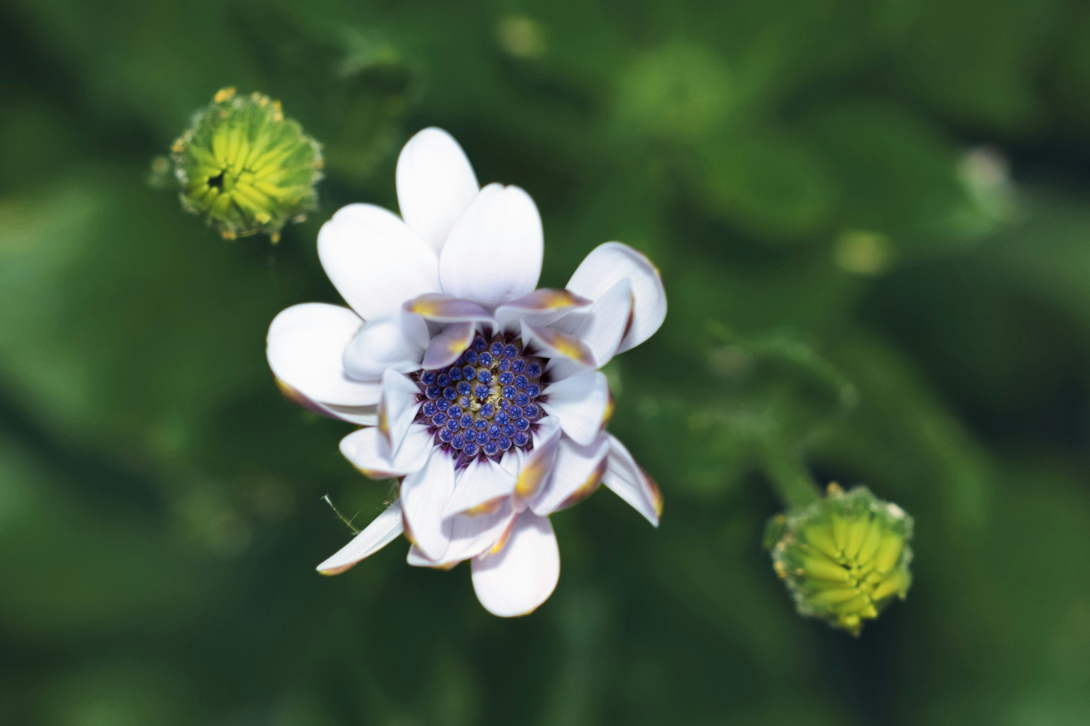 Centered Bloom: A White Petal Encounter with a Deep Indigo Core