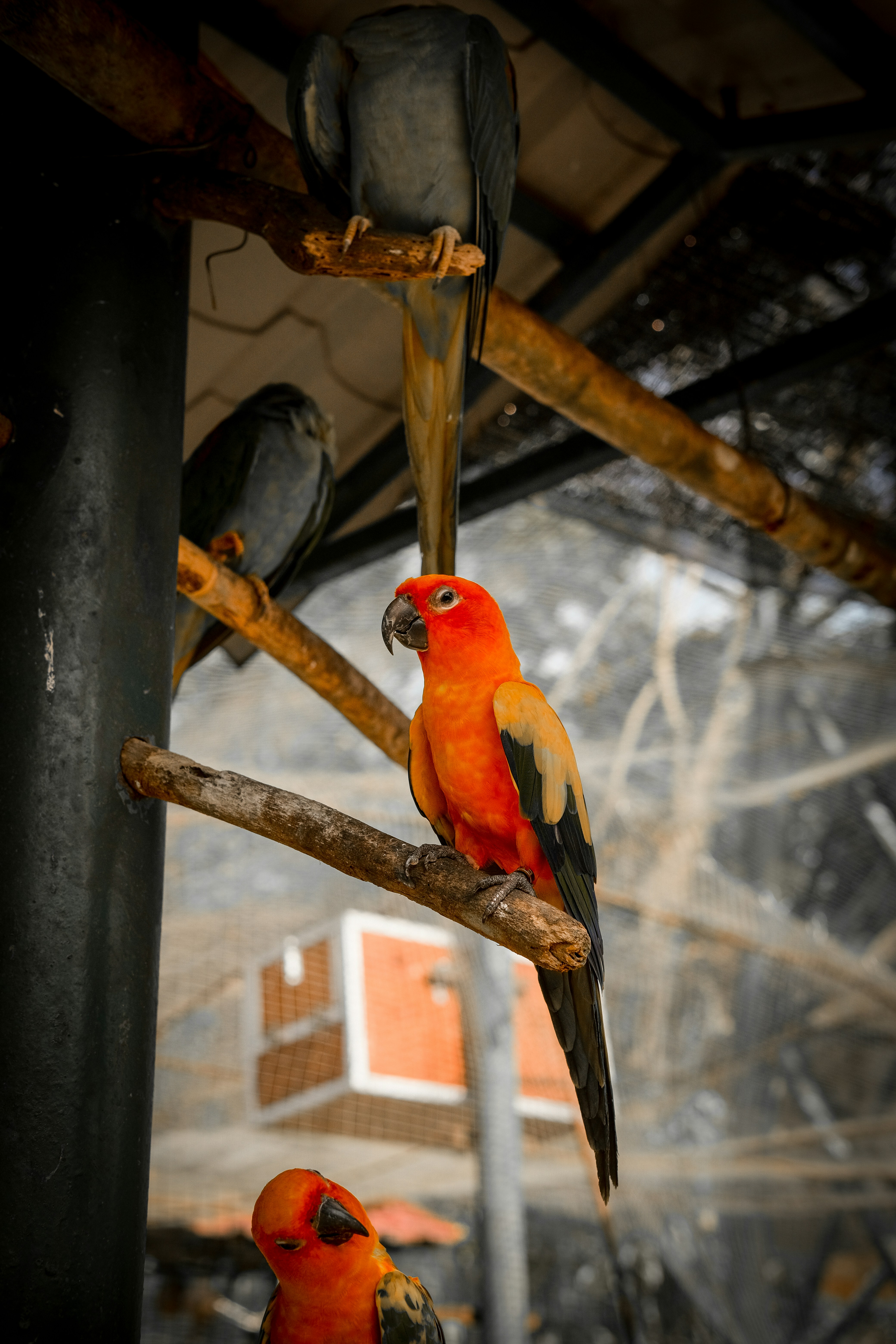 Scarlet Sentinel on a Cedar Branch: A Crimson Macaw in an Aviary Portrait