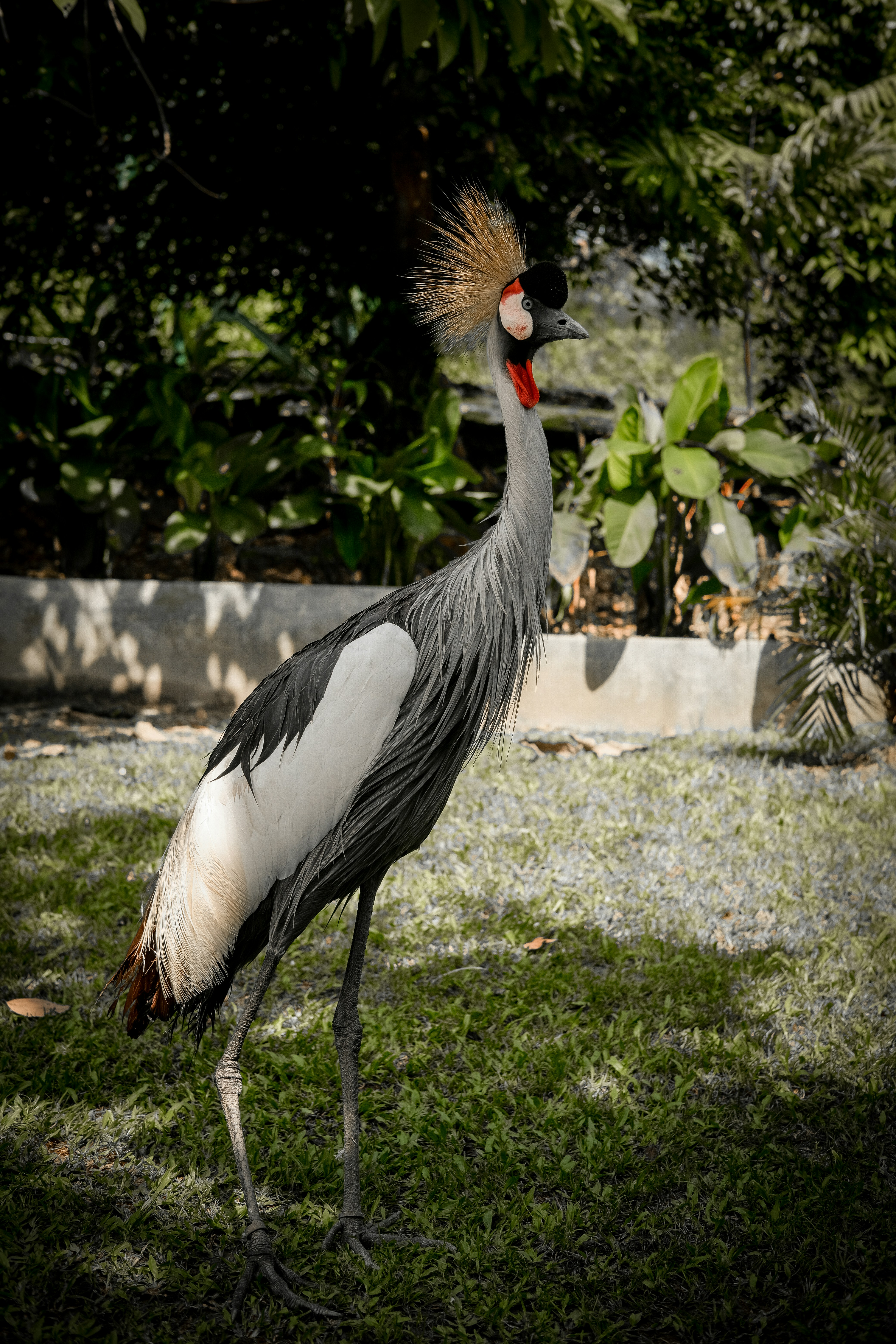 Crowned in Dappled Light: A Crane's Quiet Garden Stance