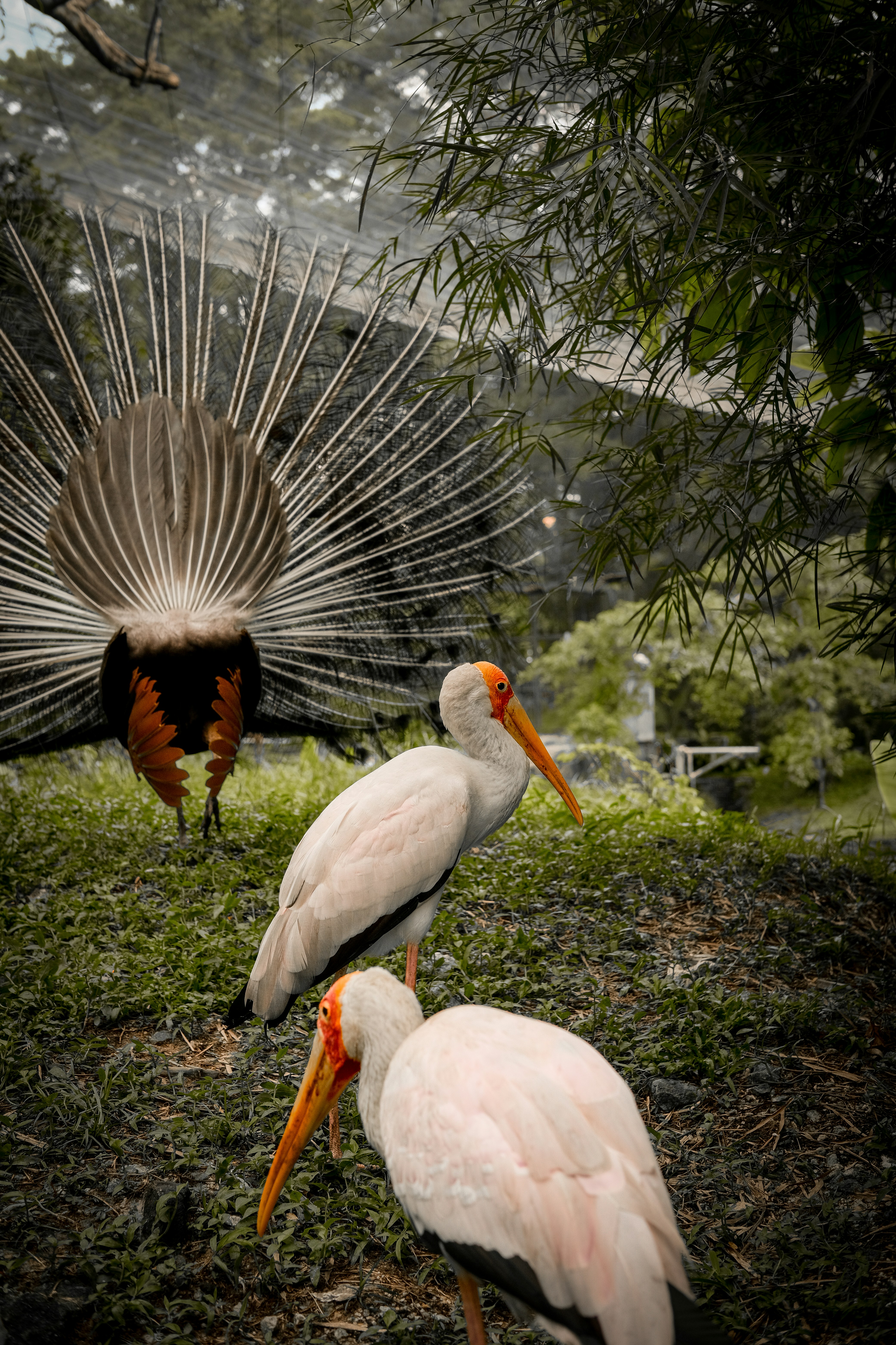 Elegant plumage and painted reds: a pair of roseate cranes in a tranquil garden