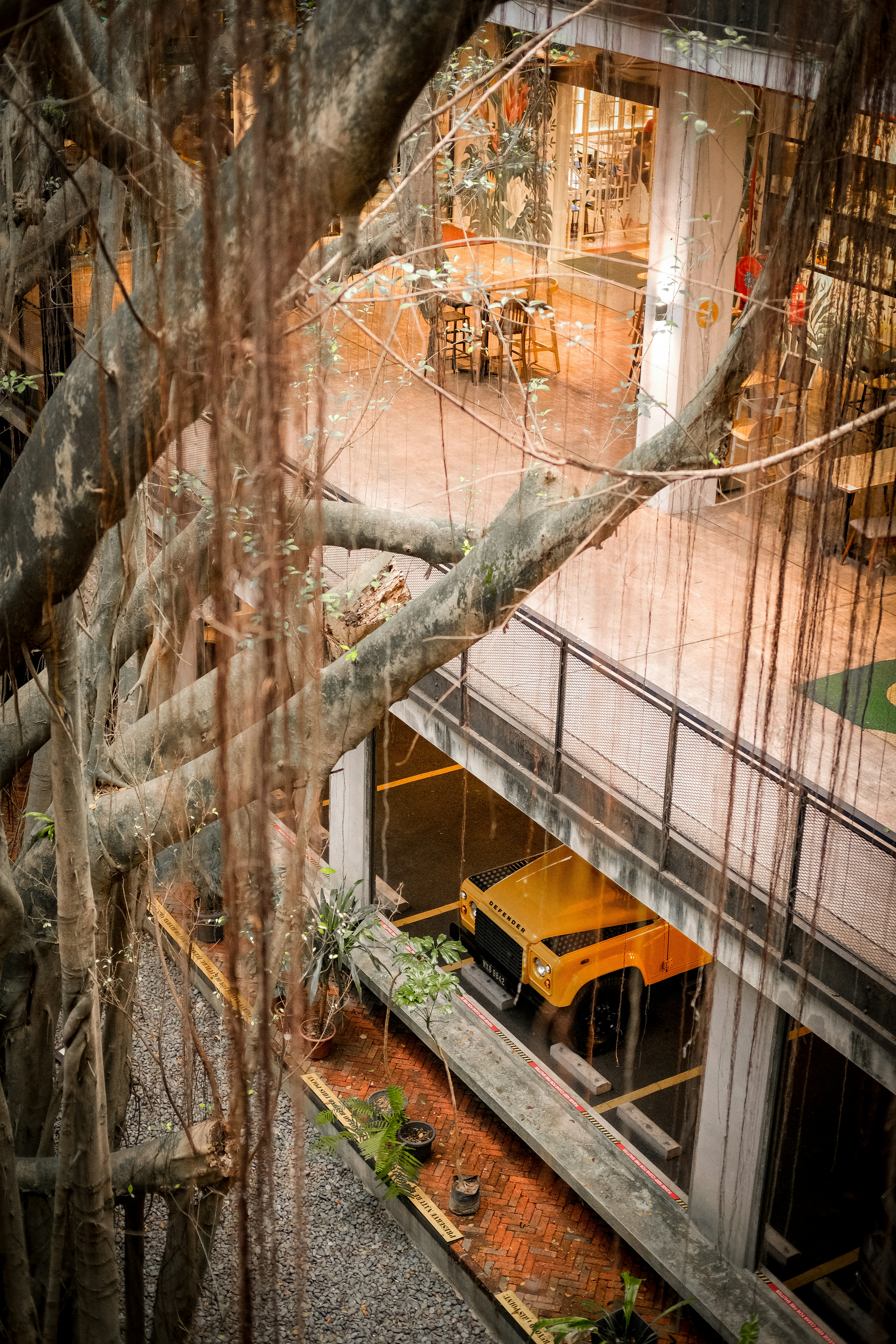 Yellow Jeep Nestled in a Glass Atrium Entwined by Tree Roots