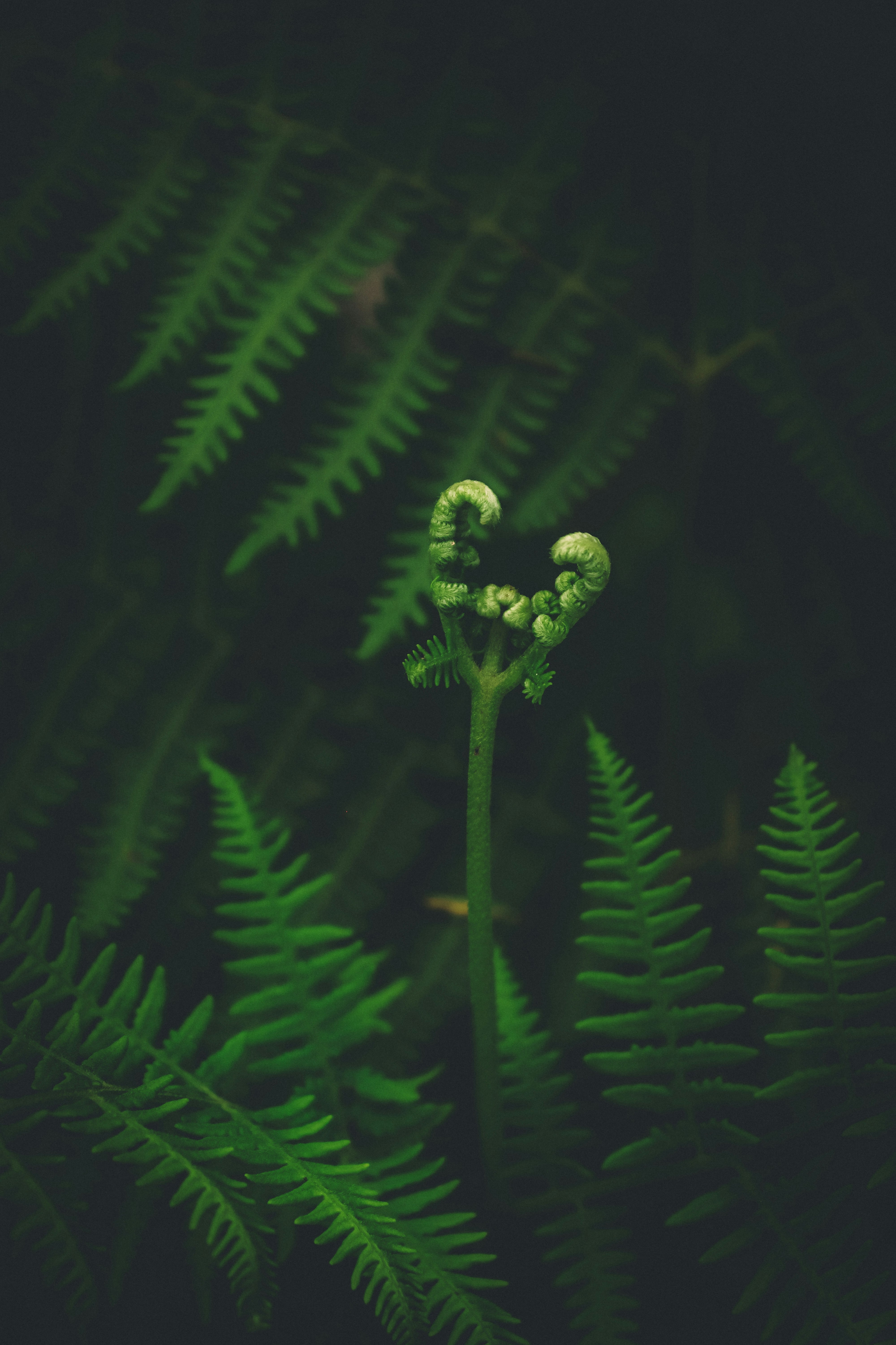 Green bud in the heart of darkness
