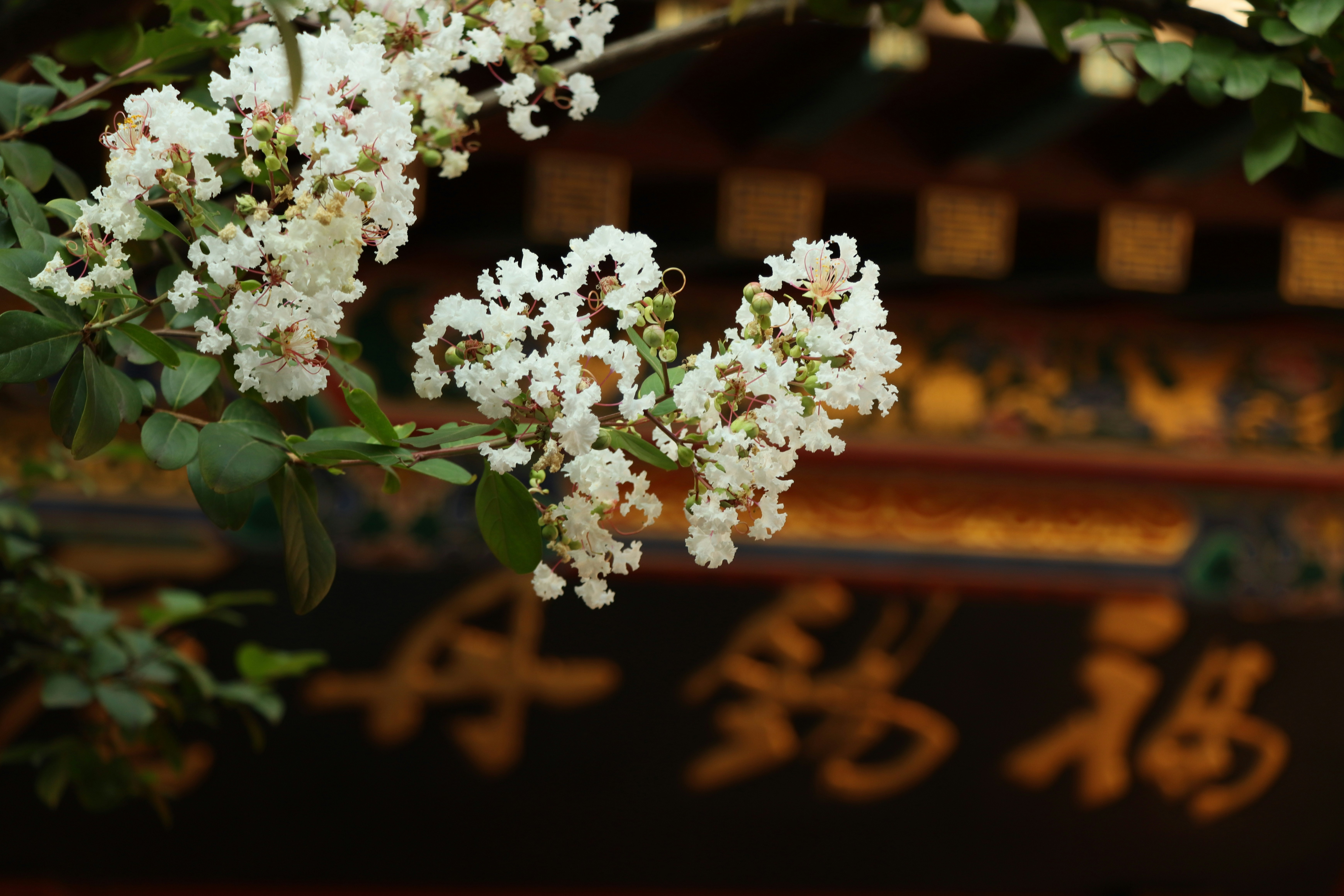 White Blossoms Framing a Temple's Golden Script