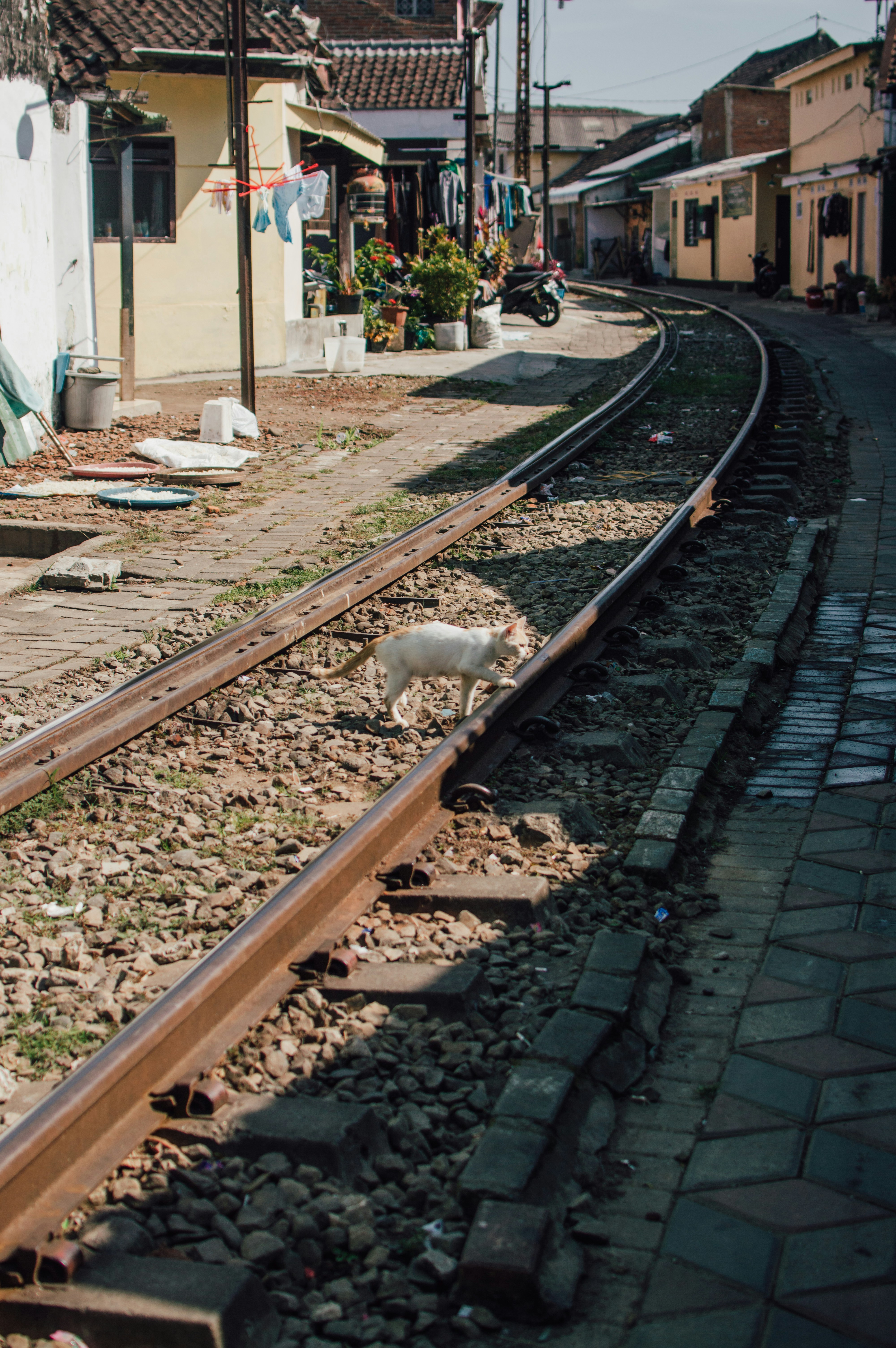 White Cat on the Curving Rails in a Sunlit Village Street
