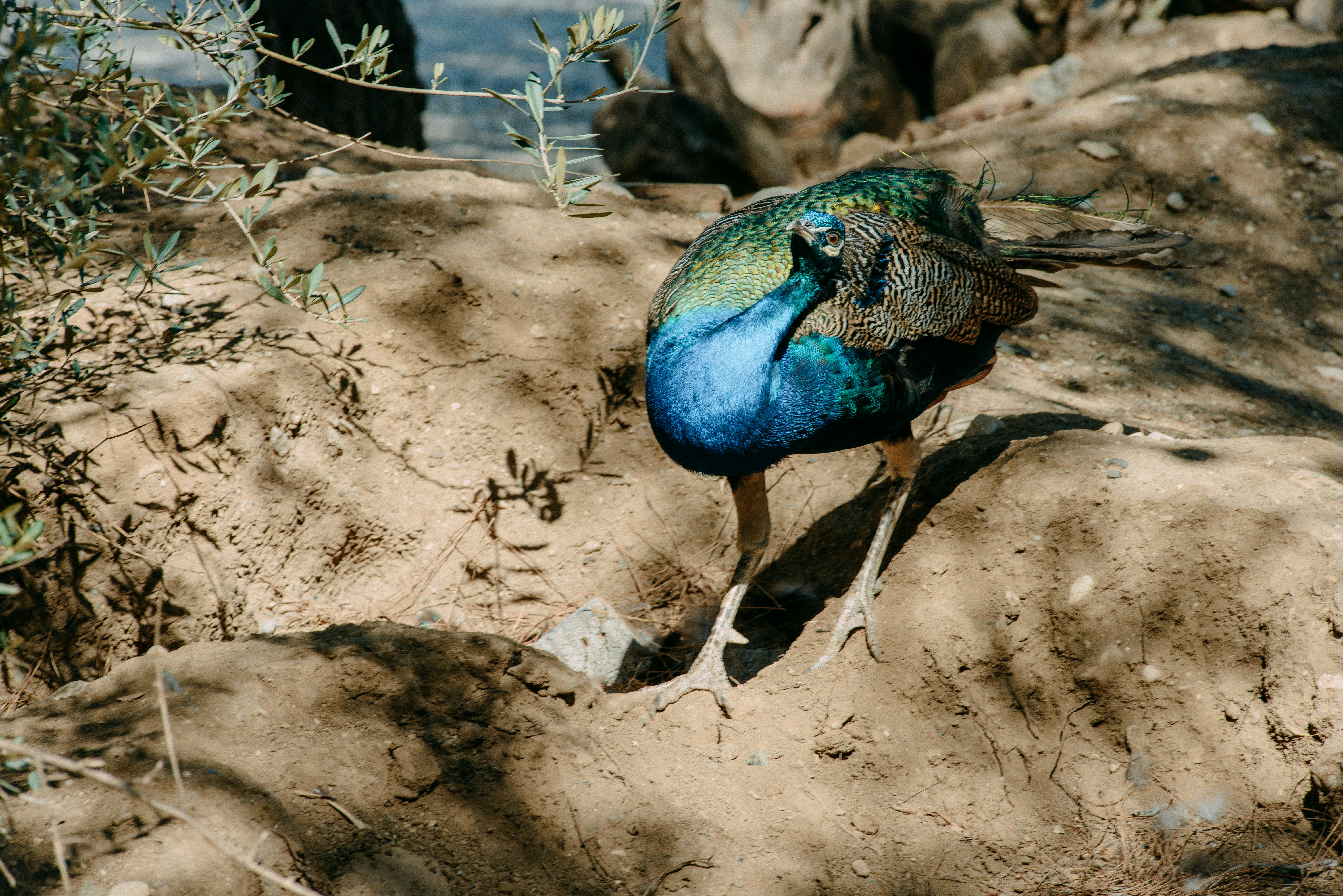 Azure Crest on Desert Rock: a Peacock Pauses by Sunlit Stones