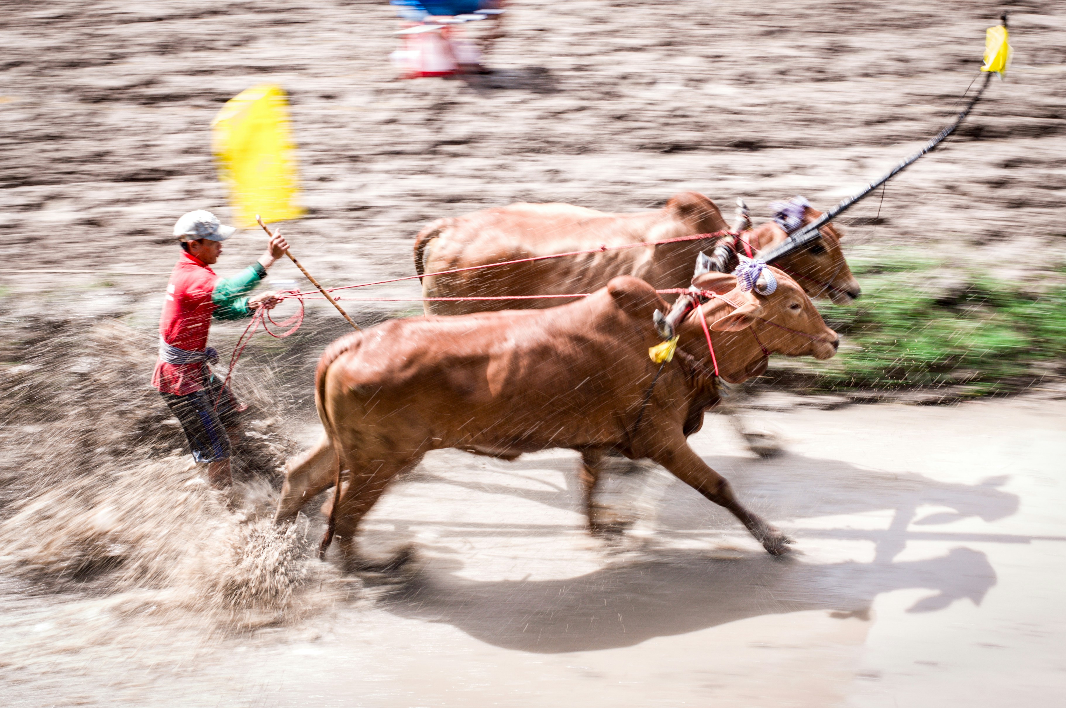 A couple of men are trying to pull a cow photo – Free Human Image on ...