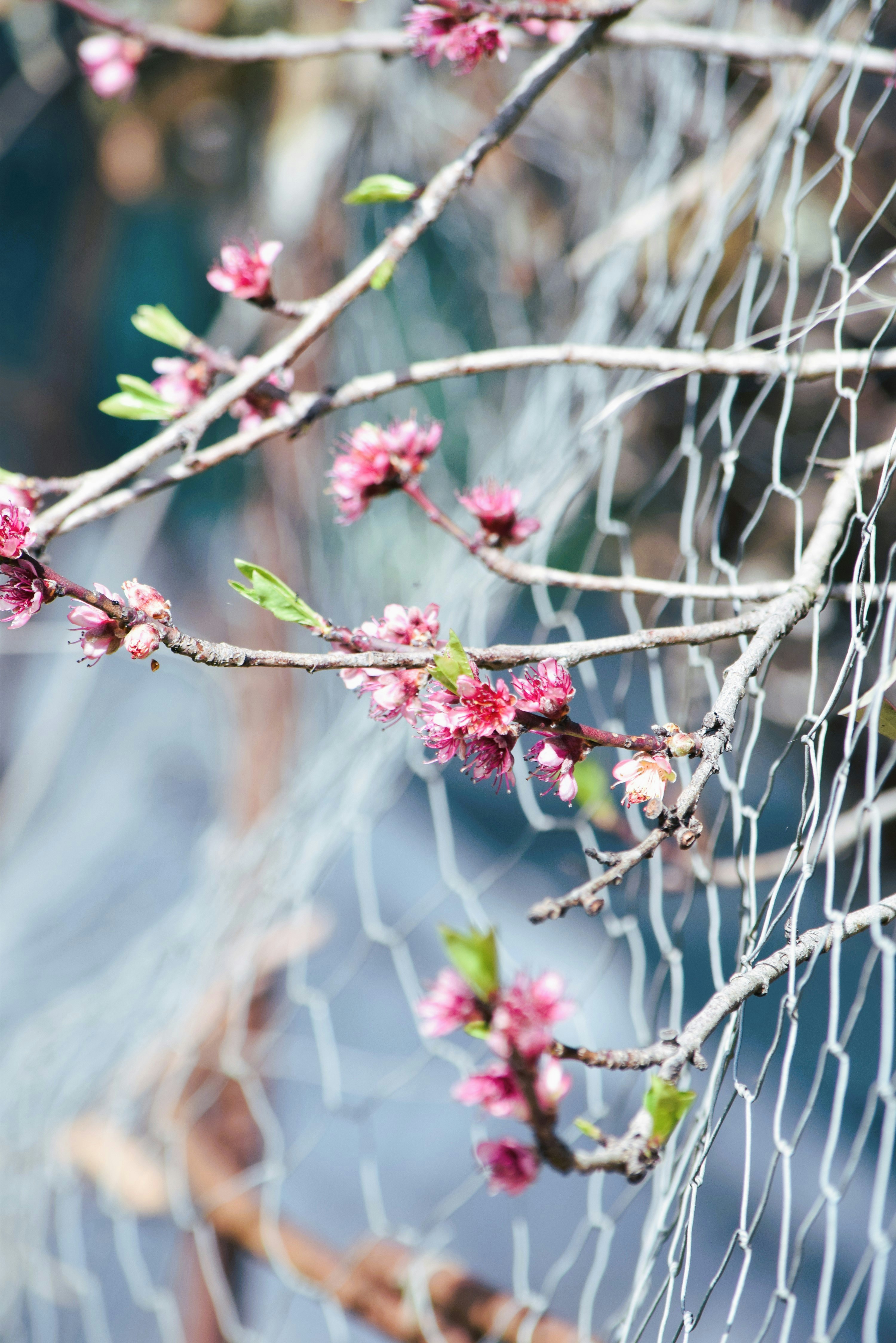 Ribbon of Pink: Blossoms Thread a Wire Mesh Backdrop