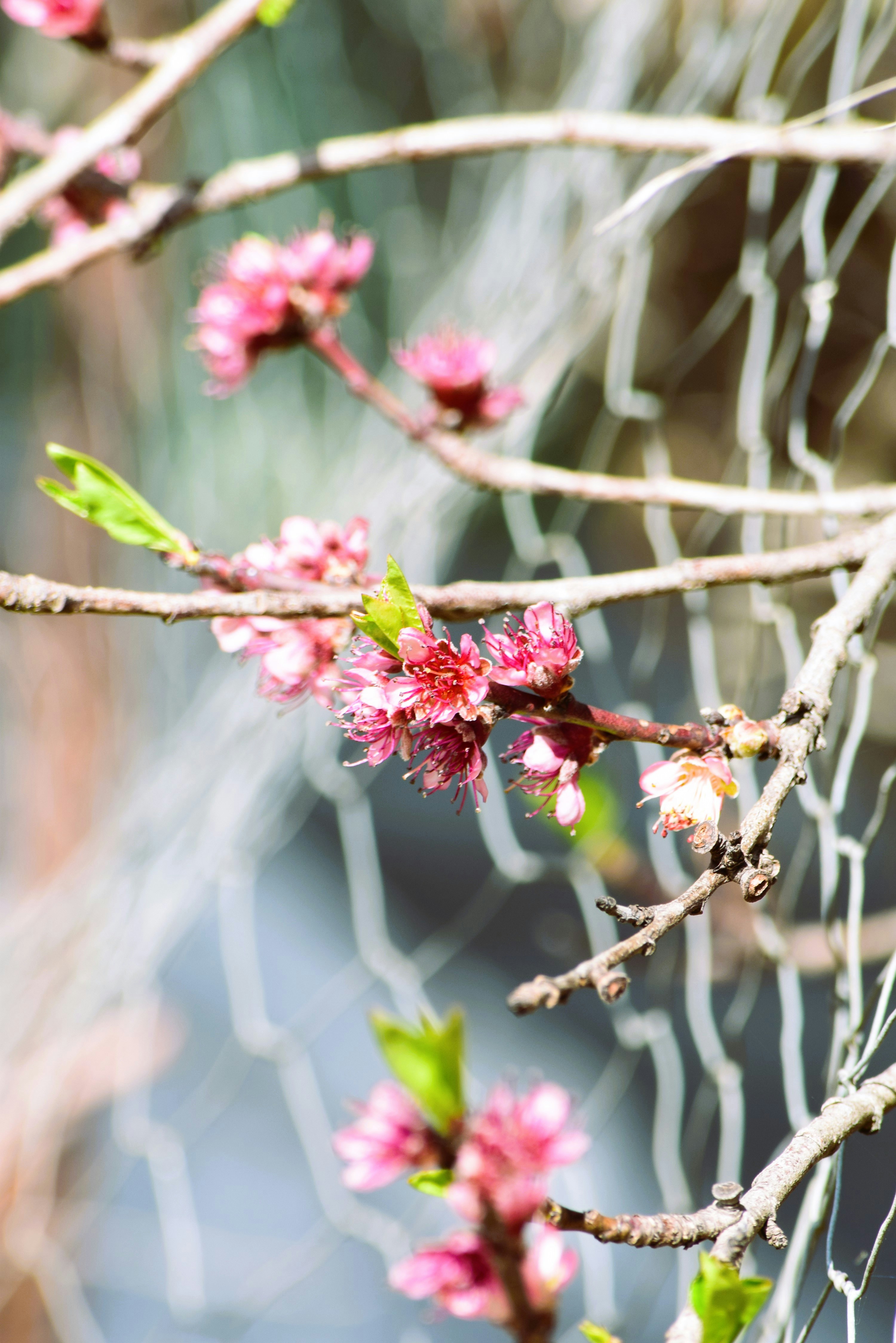 Spring's Pink Bloom on a Slender Branch: A Soft-Focus Moment