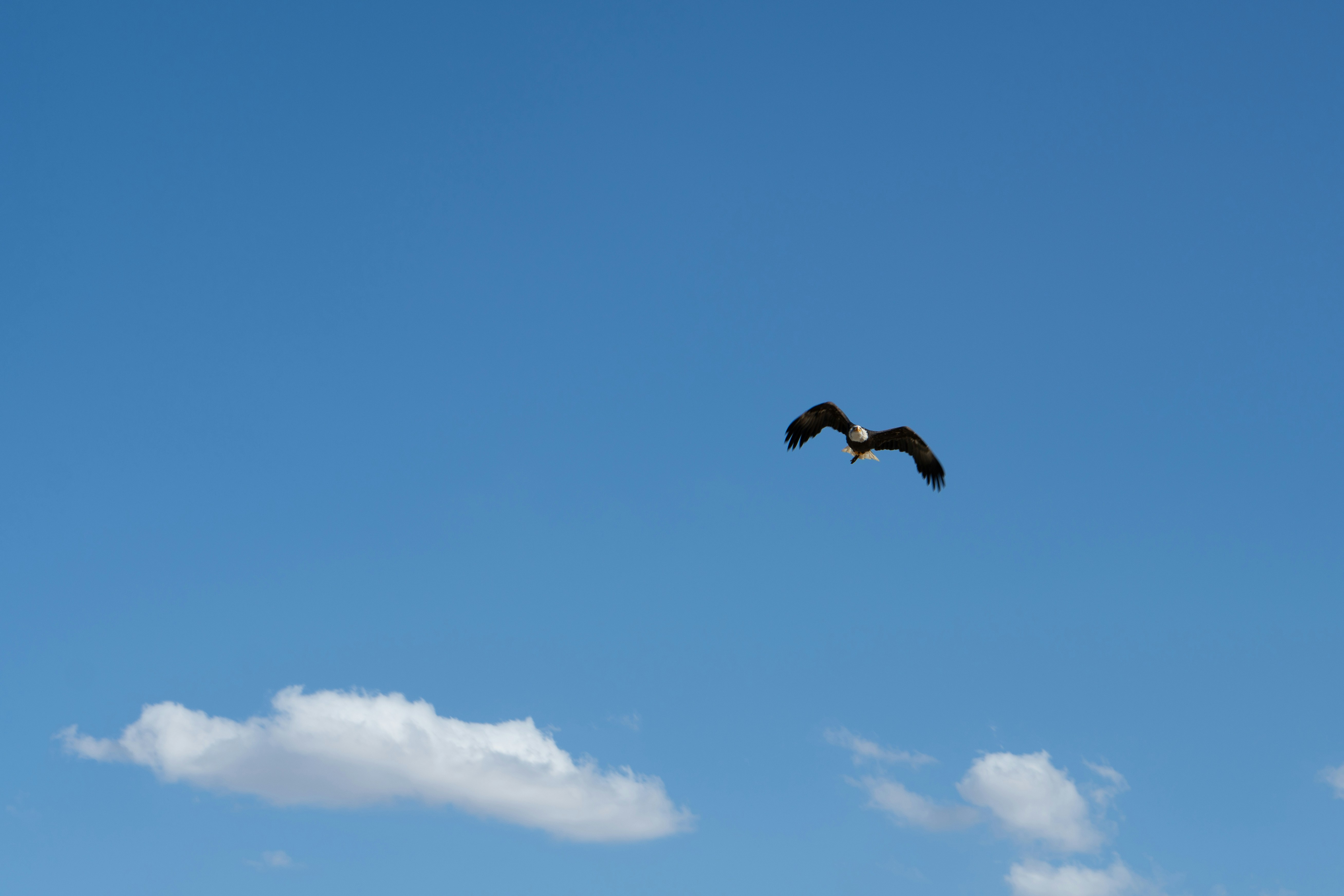 Solitary Raptor Against a Cerulean Expanse