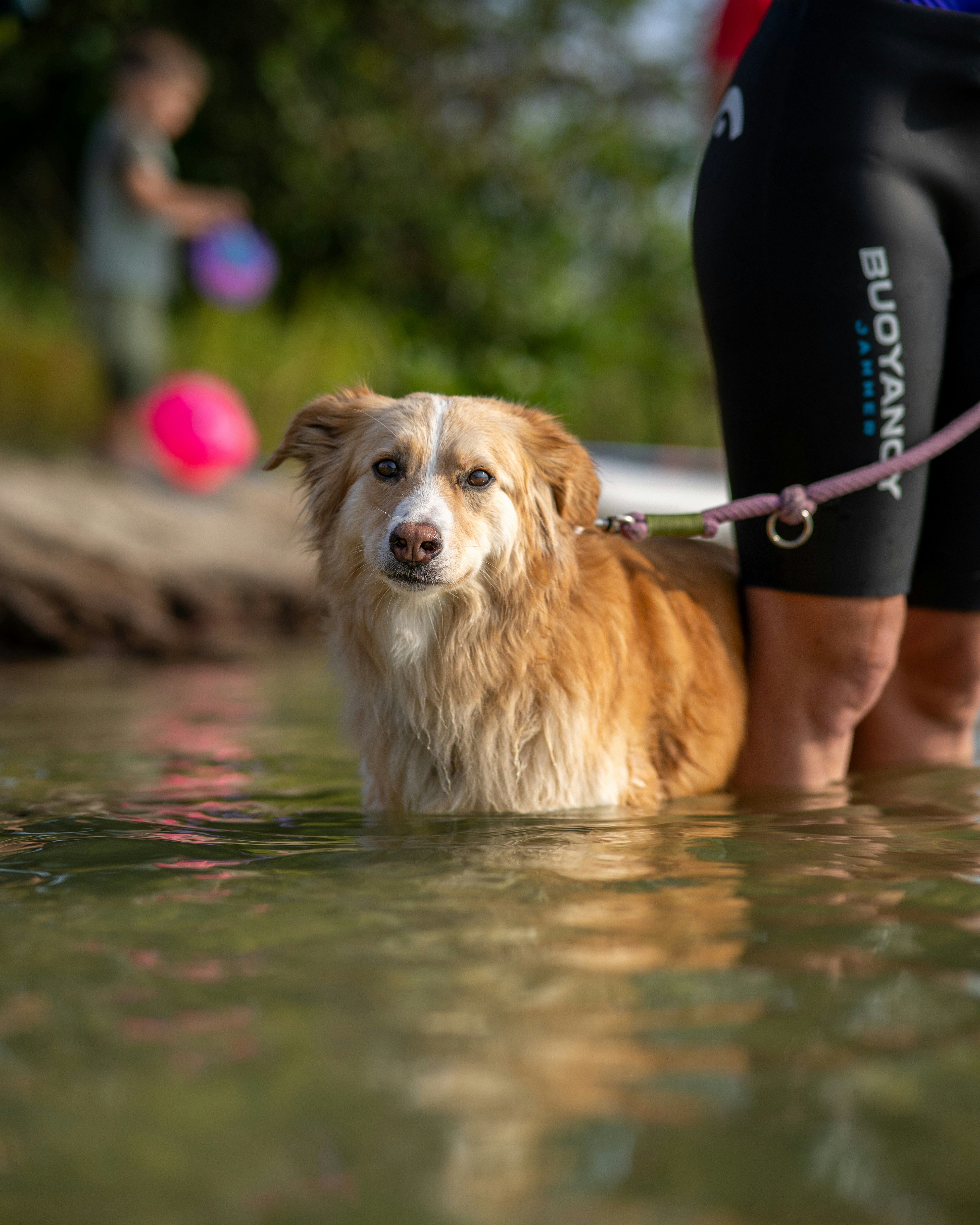 Golden Retriever in the Shallow Water, Focused on the Dockside Pose