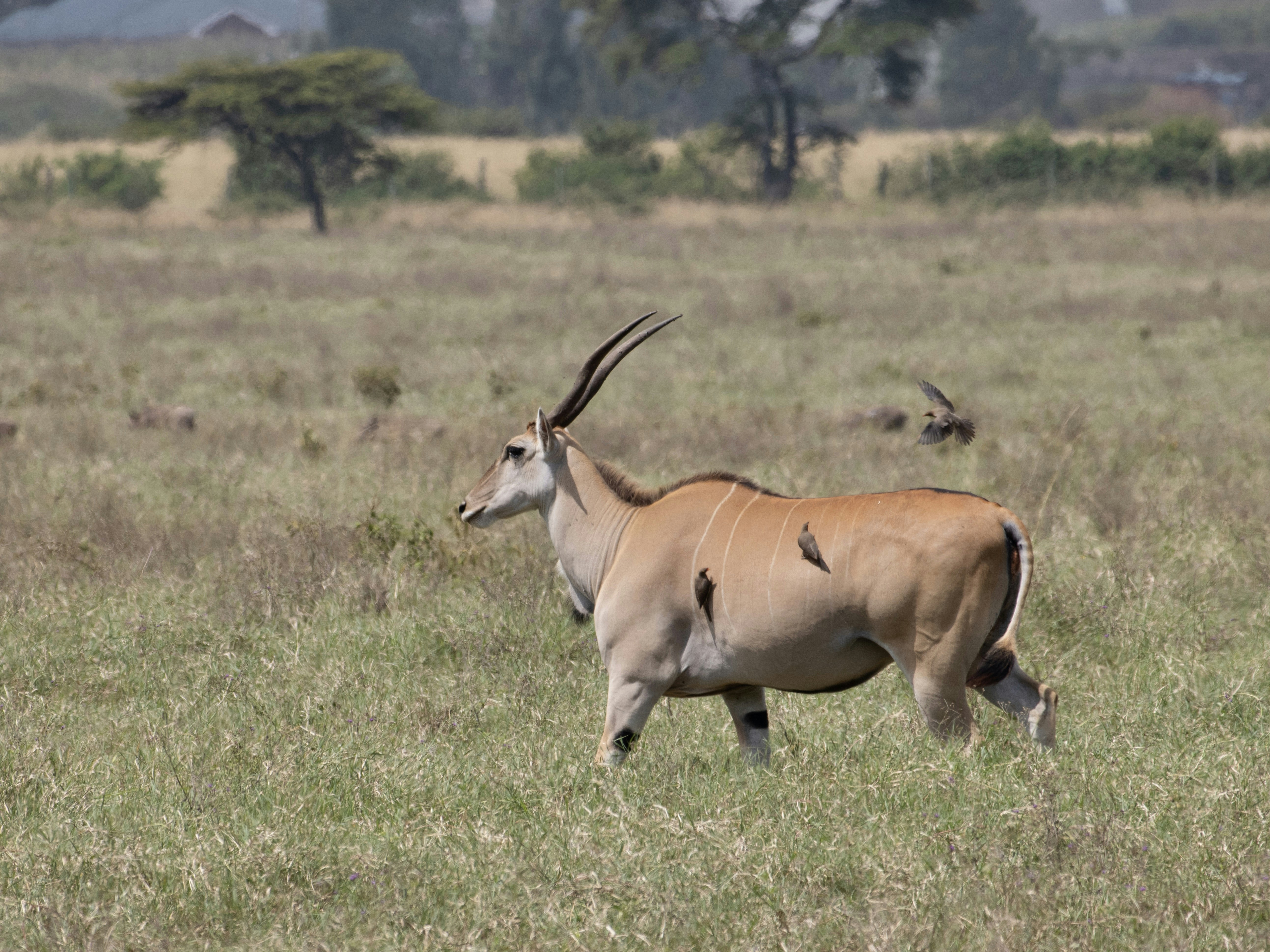Arched Horn, Amber Grass: Gazelle in the Quiet Savanna