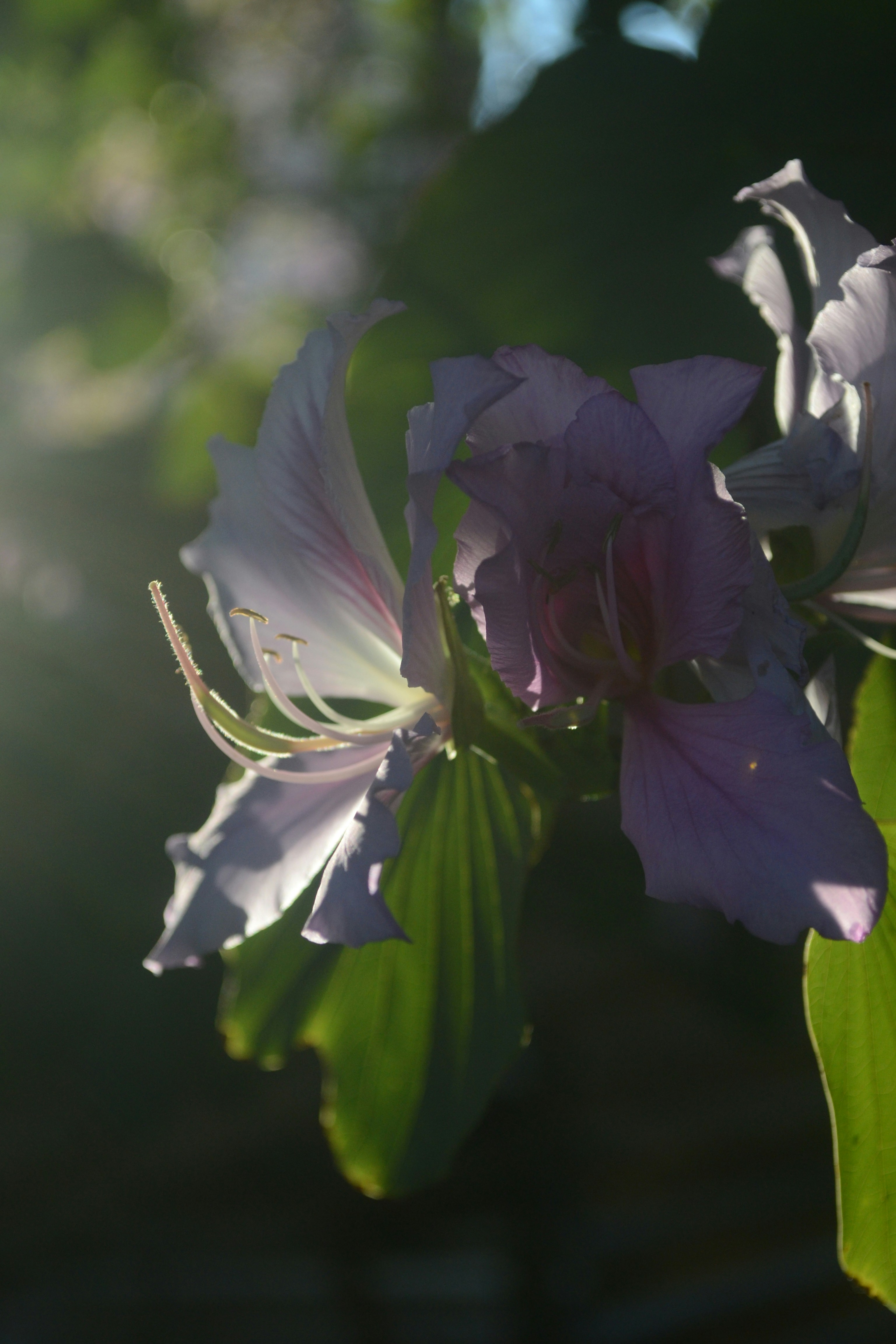 Backlit Lilac: A Quiet Close-Up of a Sunlit Bloom