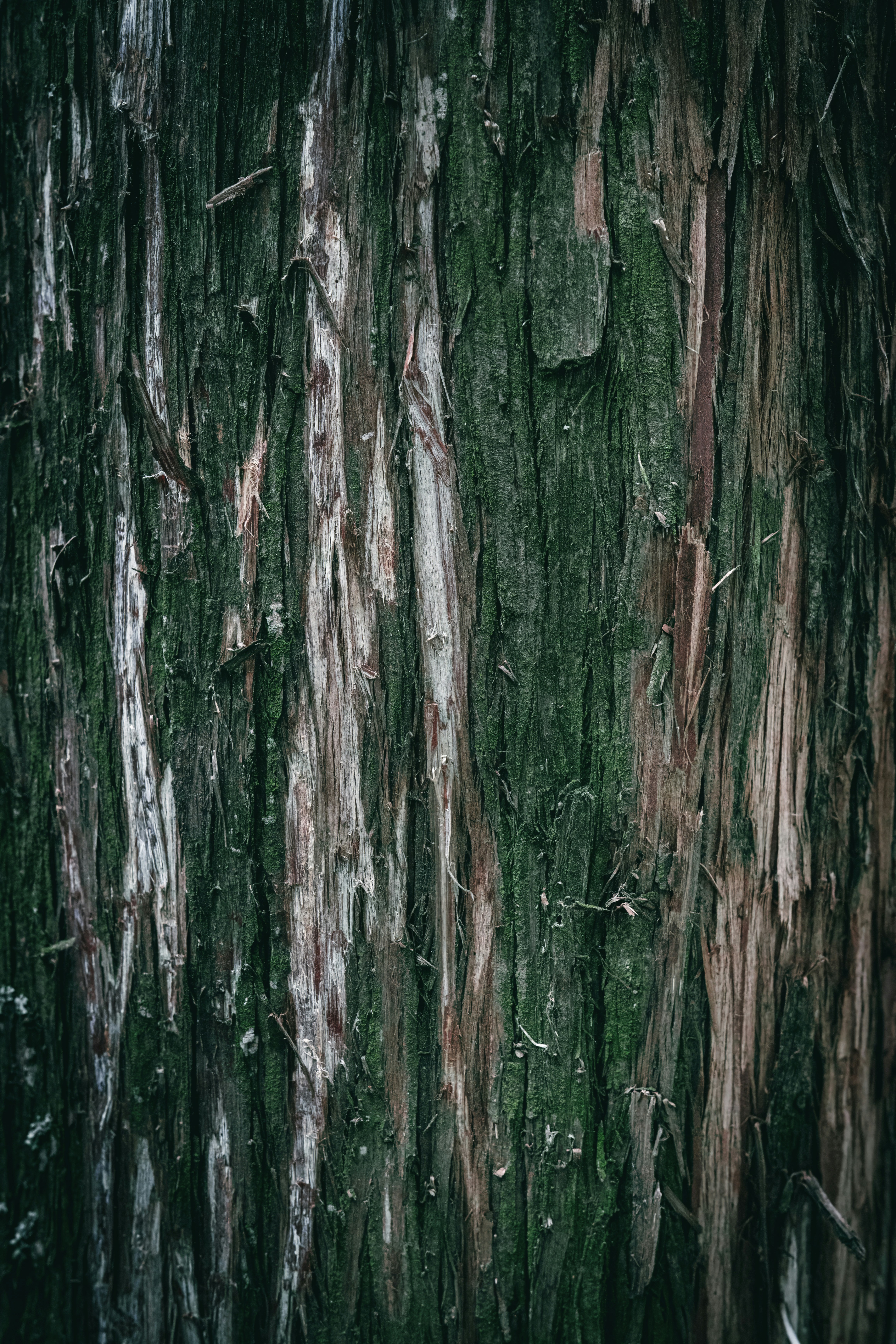 A close up of a tree trunk with moss growing on it photo – Free Serbia ...