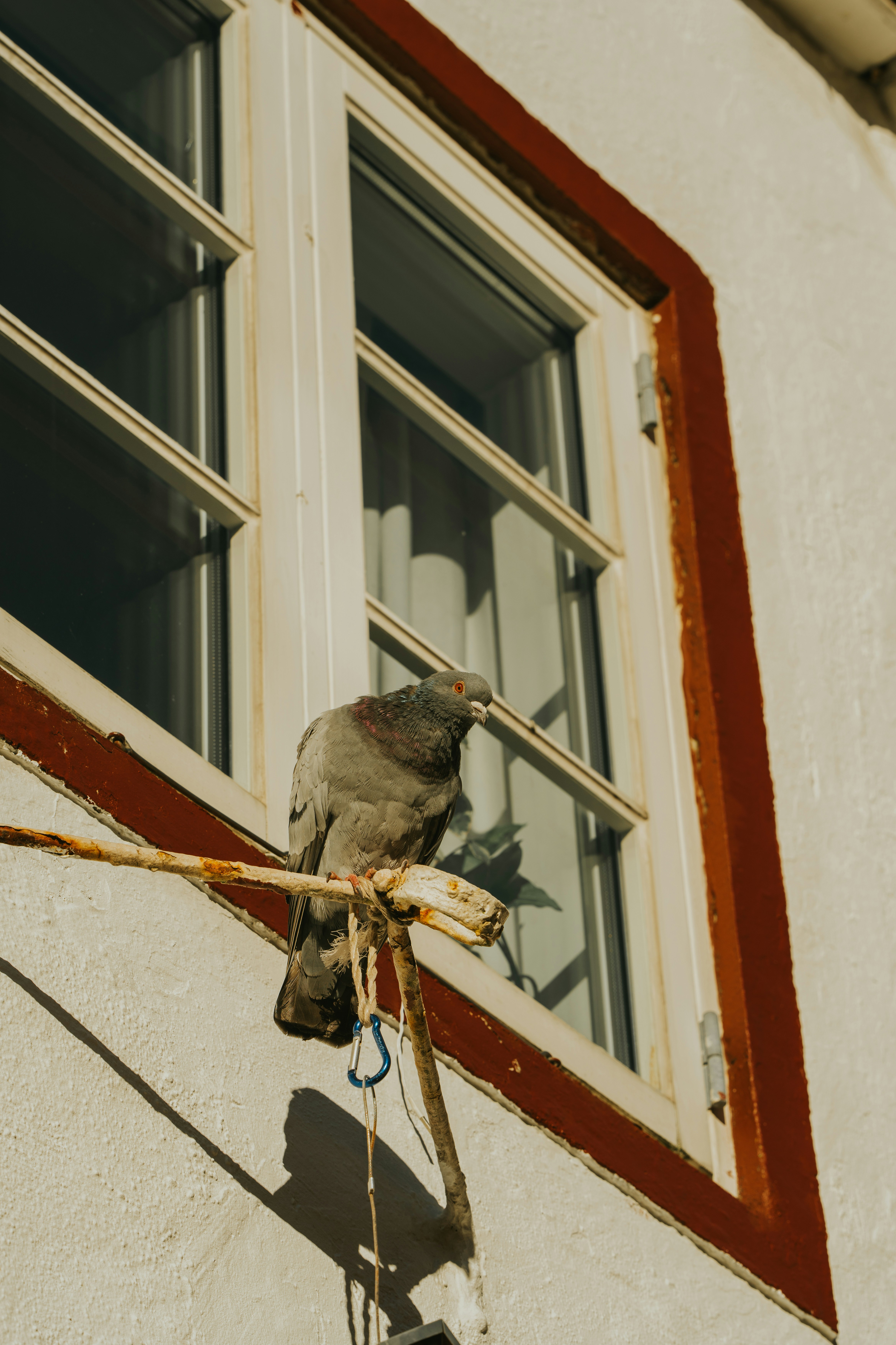 Sunlit Pigeon Perch by a Red-Trimmed Window