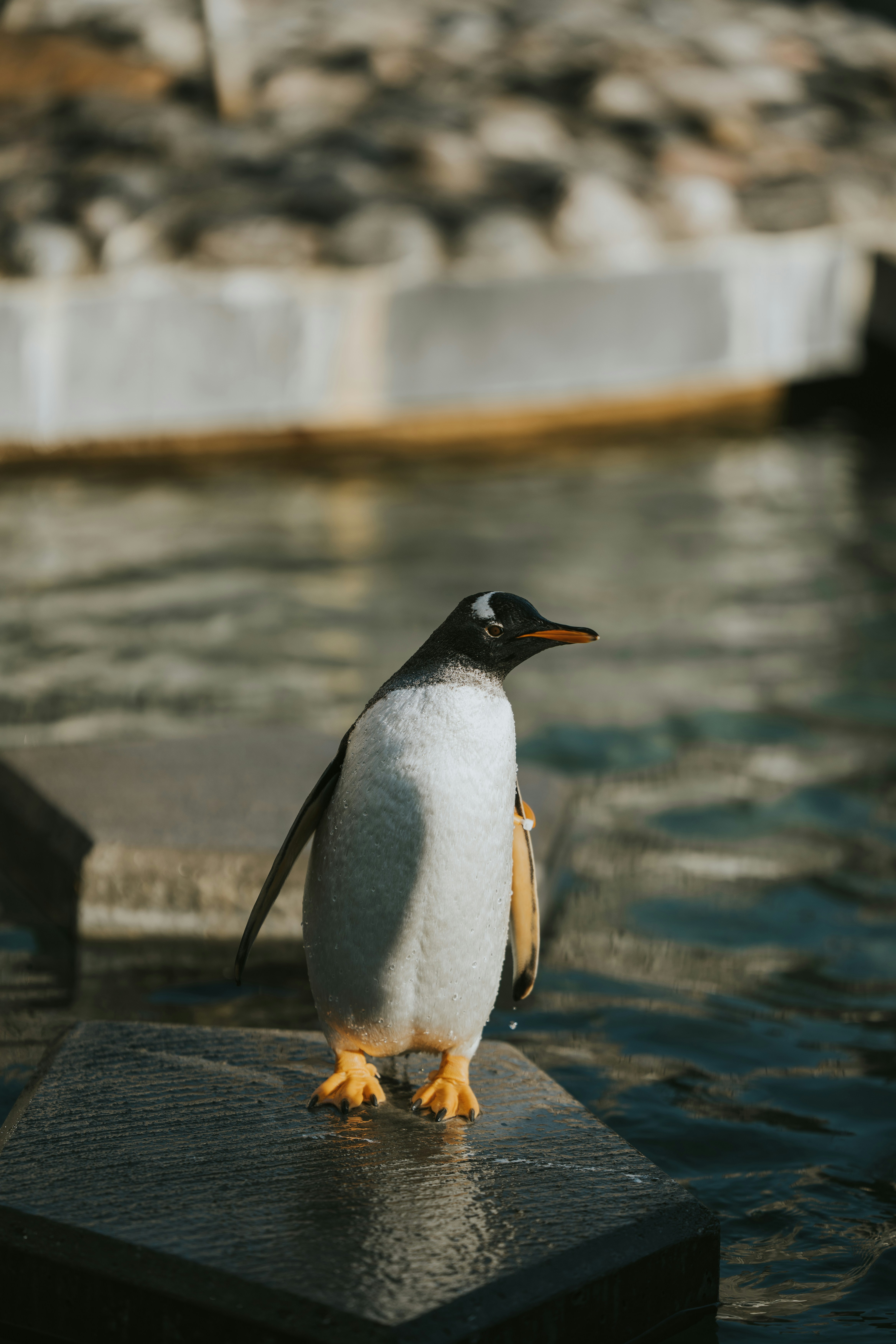 Solitary Penguin on a Gleaming Jetty at Quiet Harbour