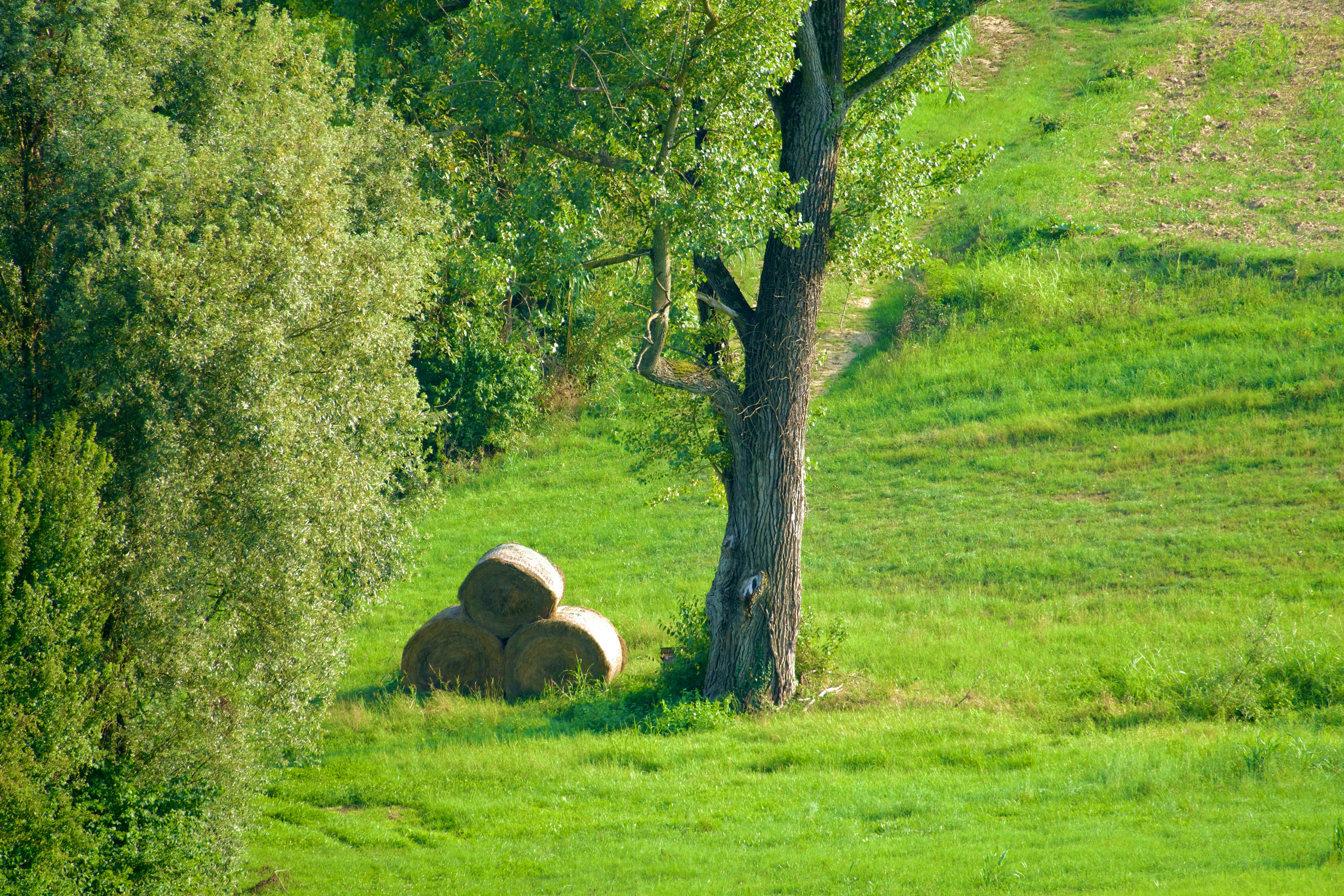 Sunlit Hay Bales Nestled by a Sturdy Tree in a Quiet Meadow
