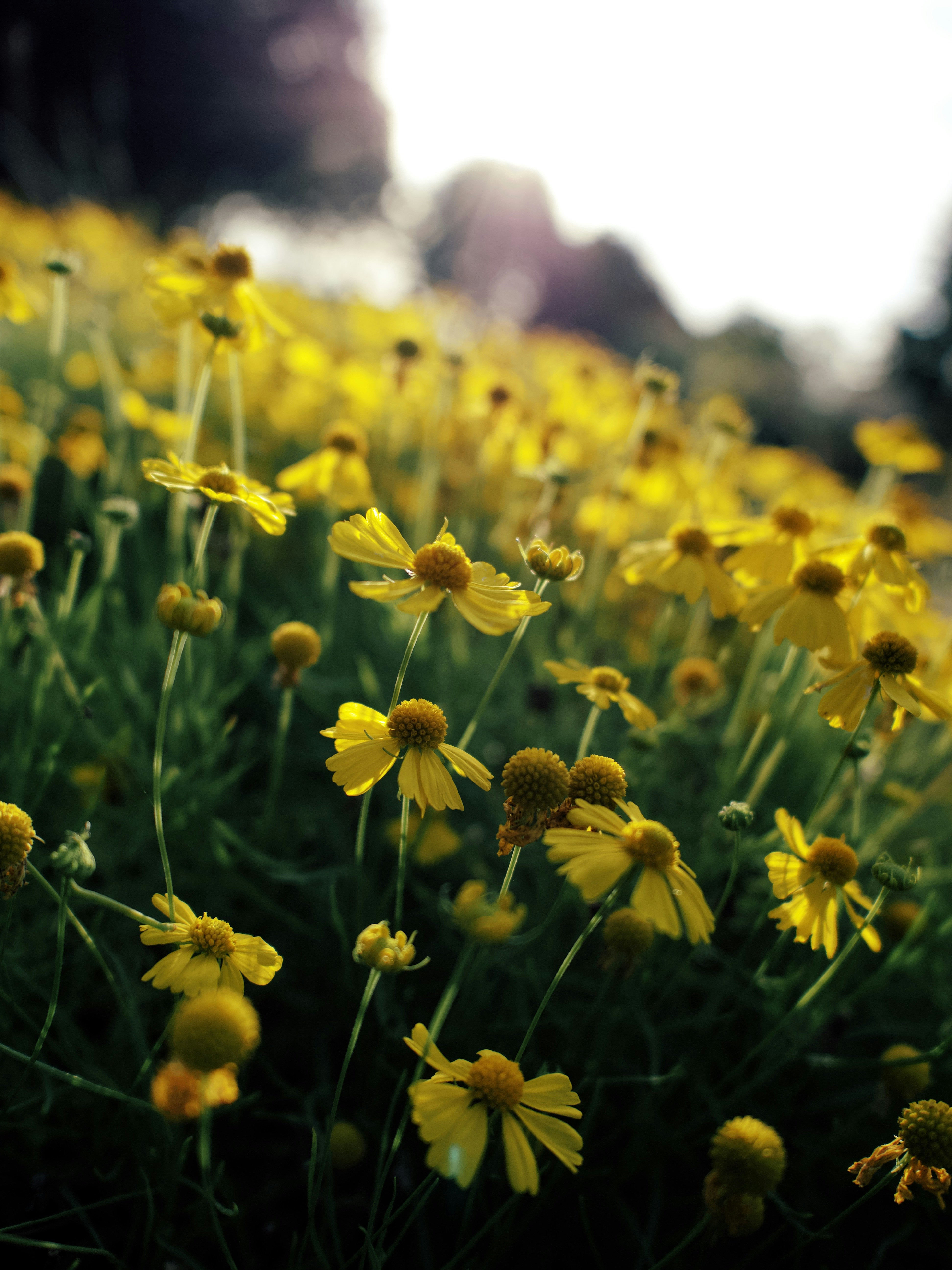 Field of yellow wildflowers basking in soft morning sunlight.