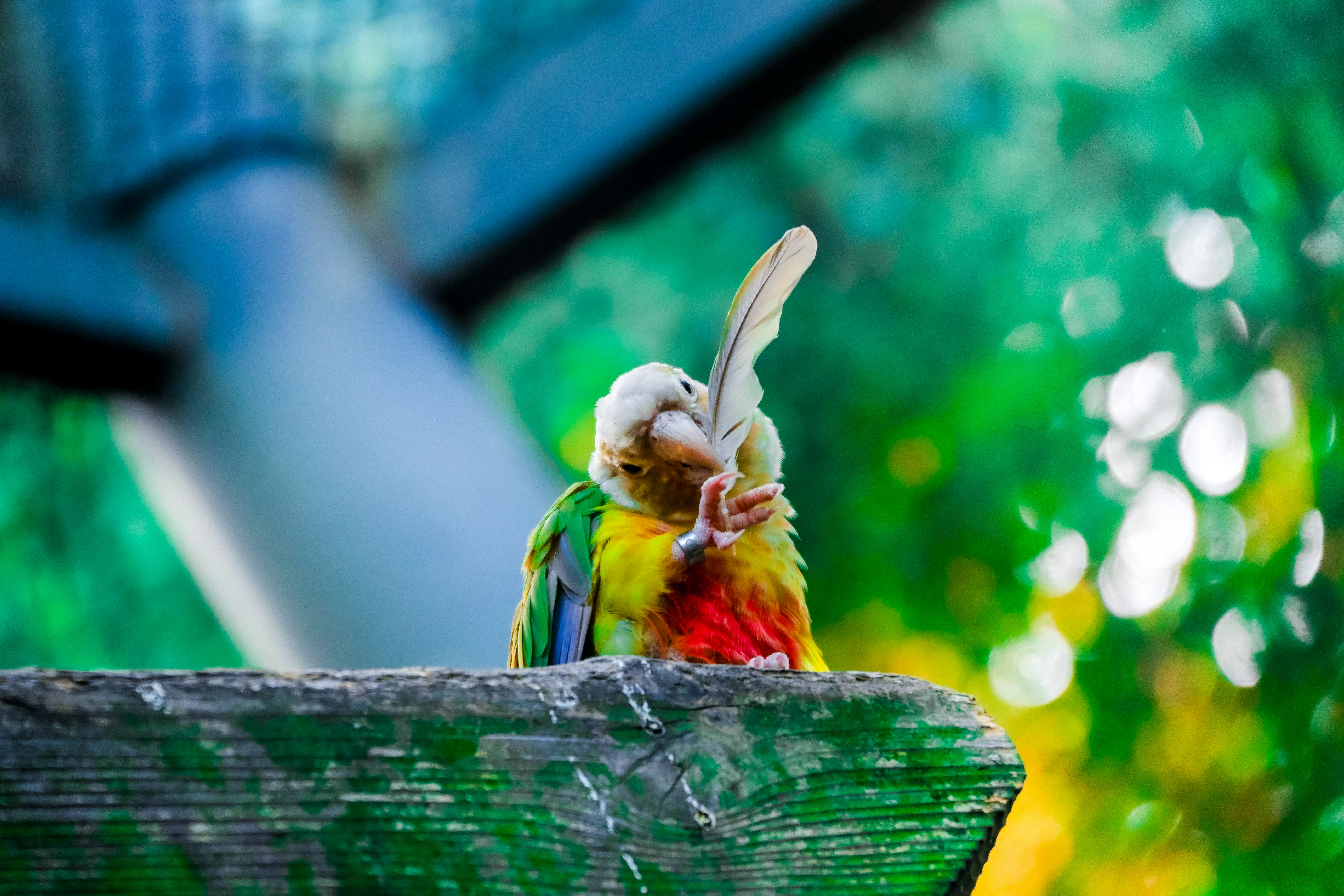 Emerald Bokeh and Crimson Crest: Parrot on Weathered Wood