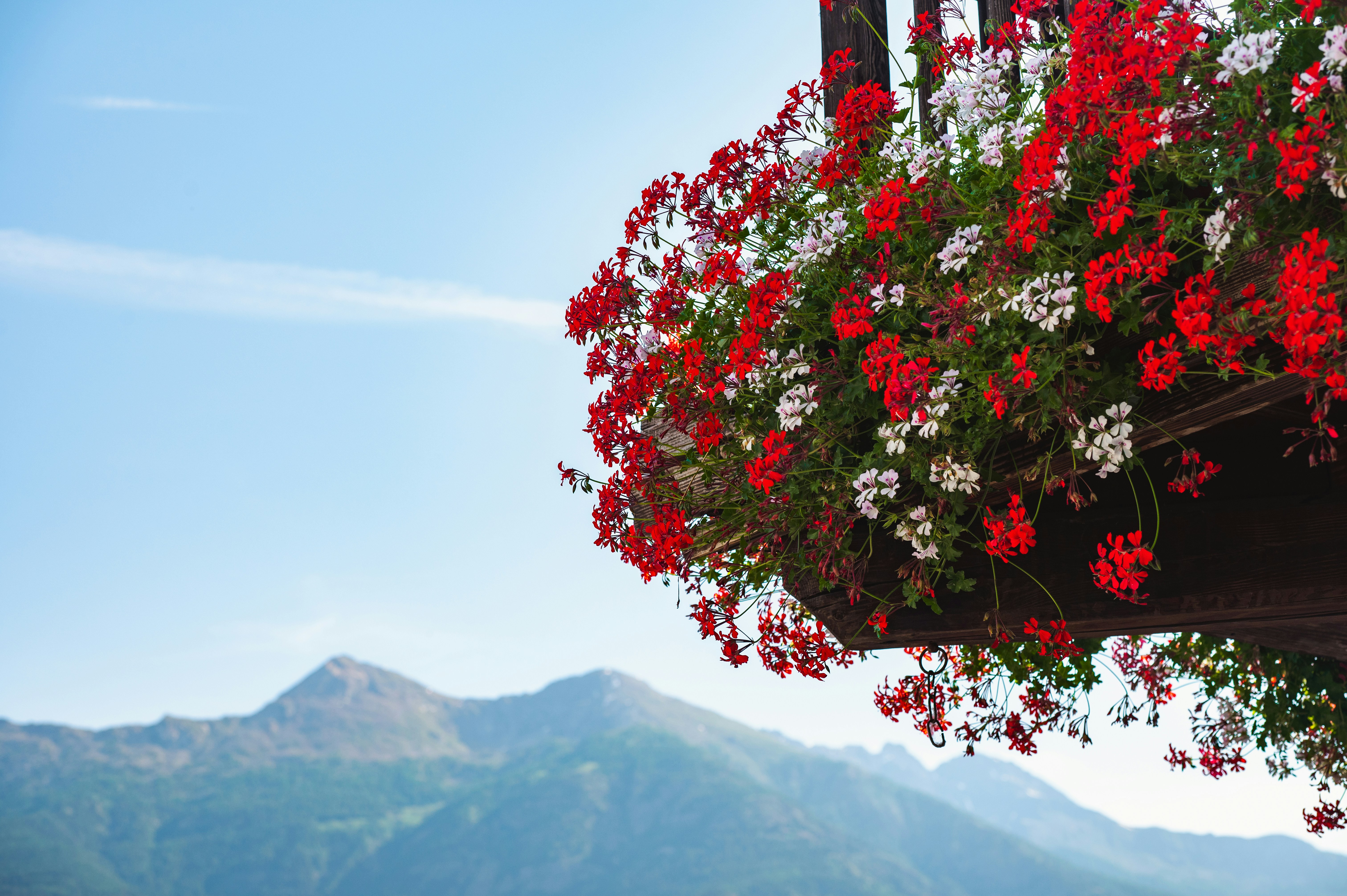 Red Blooms Over the Valley: A Balcony Terrace Frame