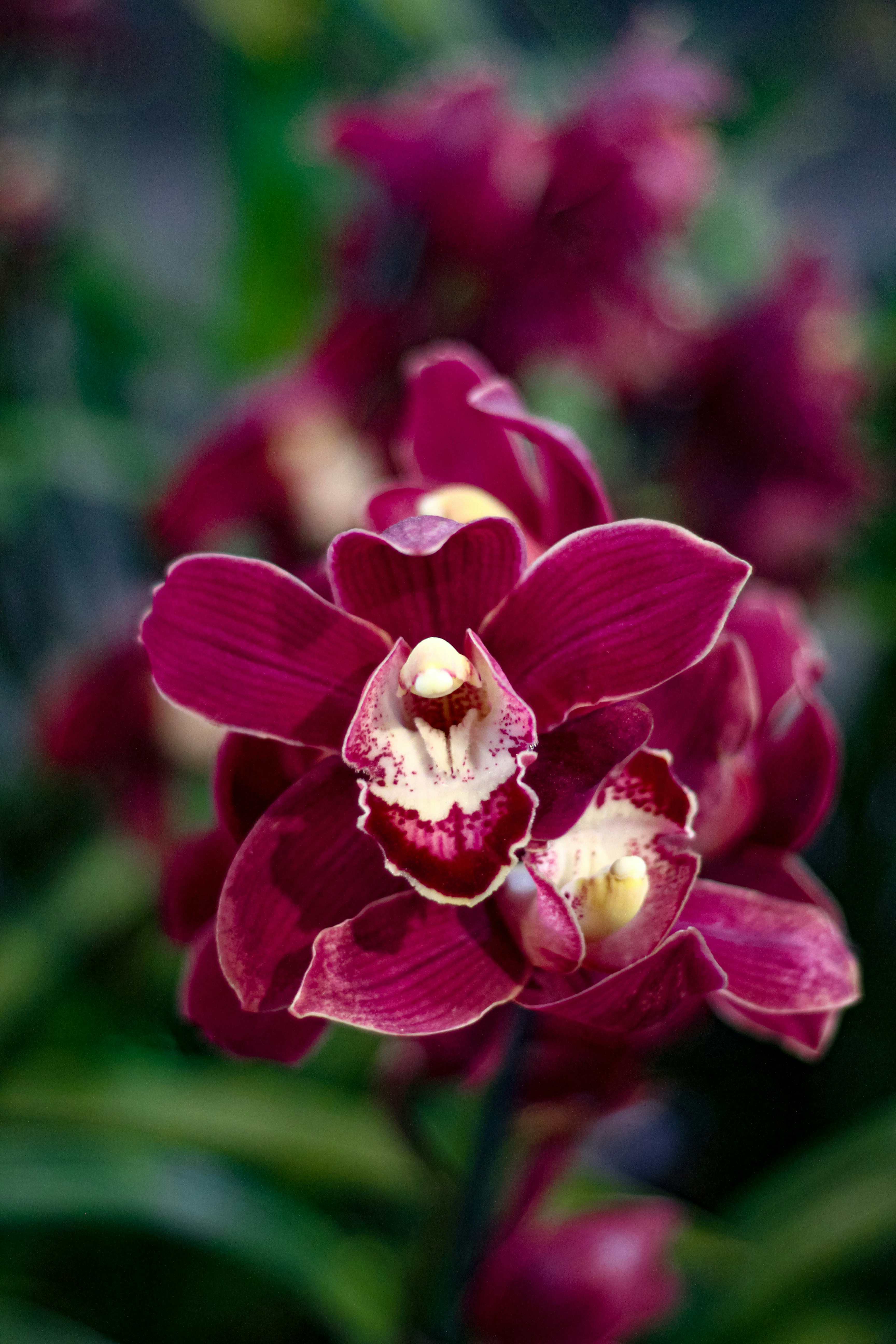 Crimson Velvet Orchid: A Tight Close-Up in Soft Focus