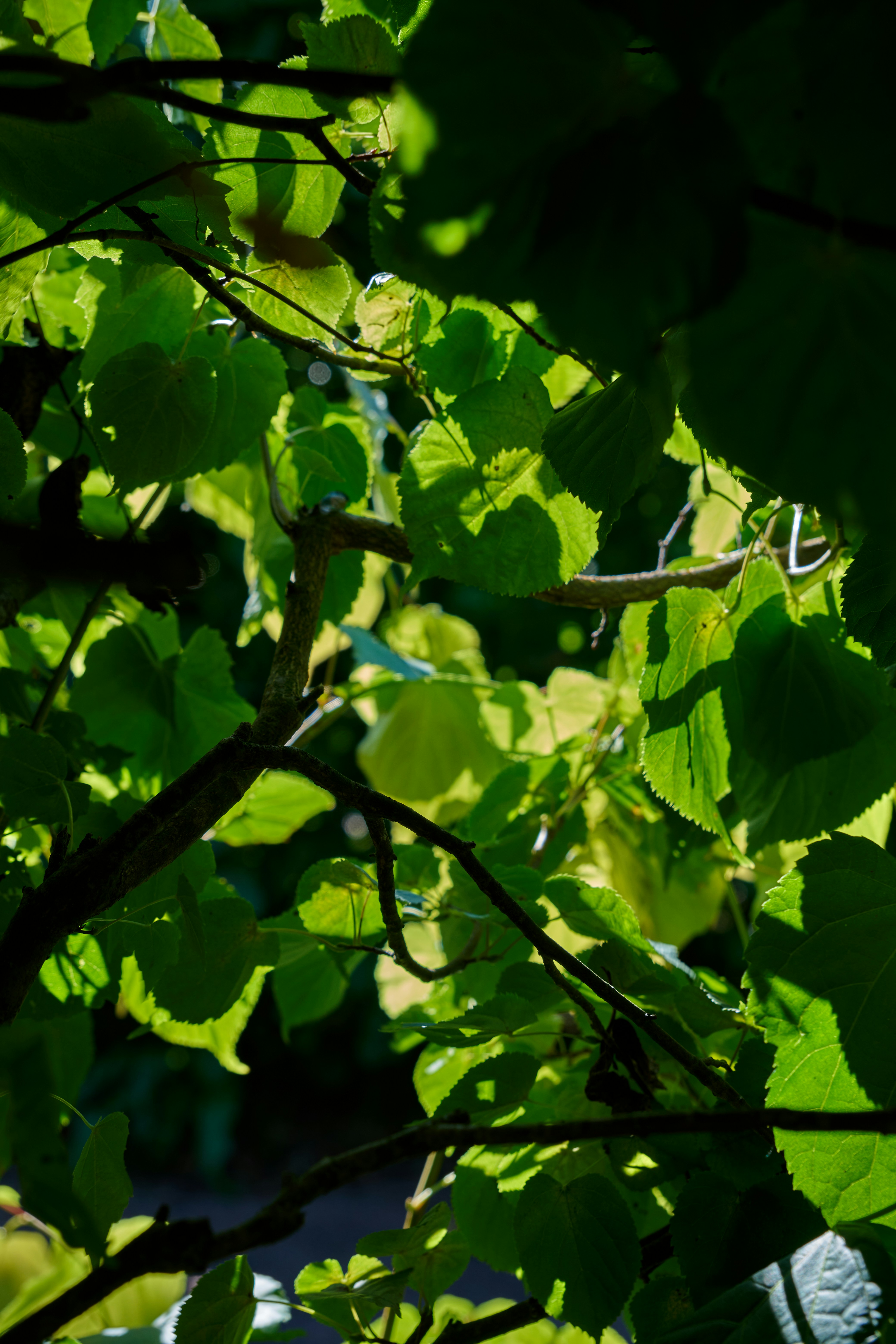 Backlit Verdure: Sunlit Leaf Lattice in a Quiet Canopy