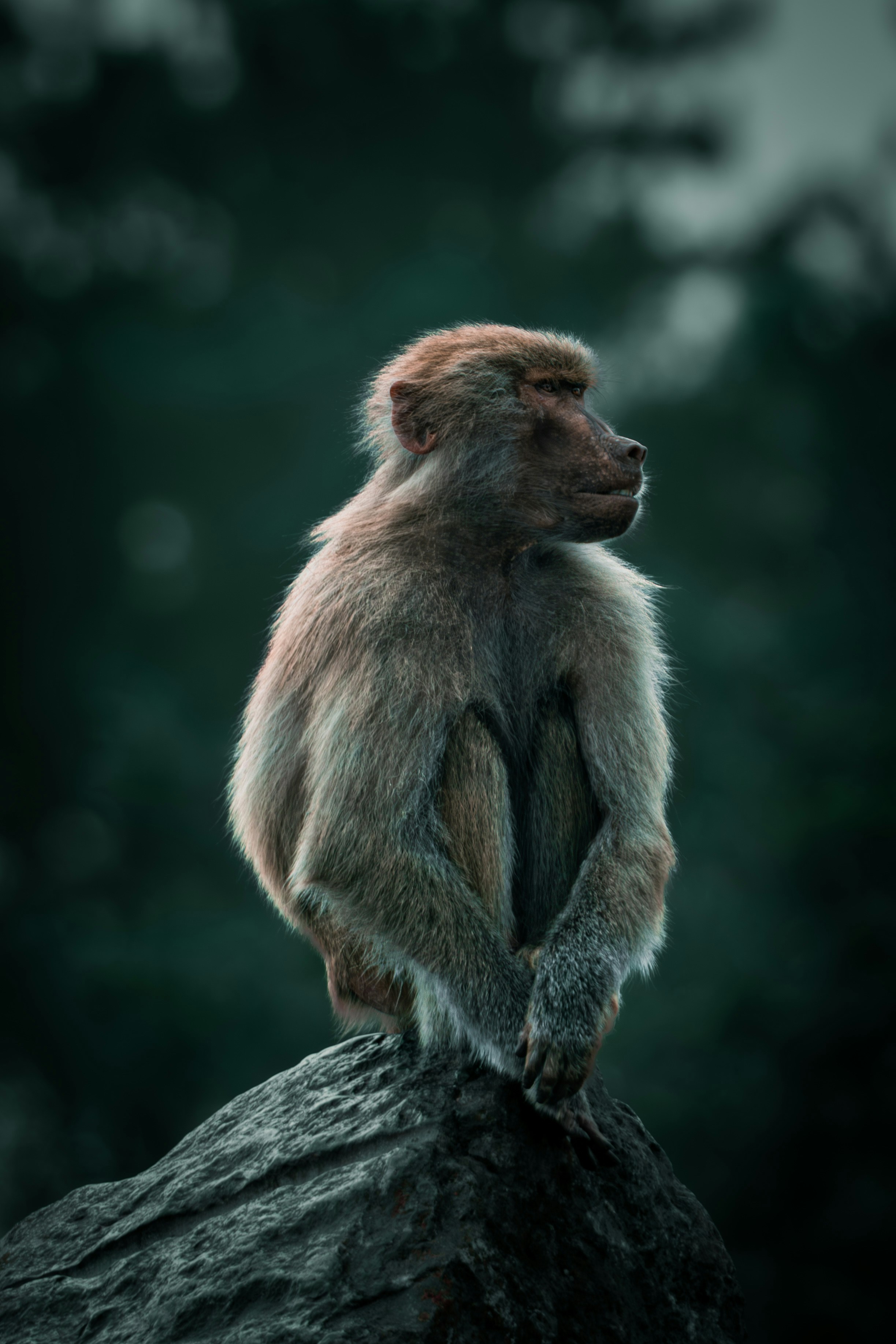 Alone on the Peak: A Mandrill Sentinel Perched on Rock