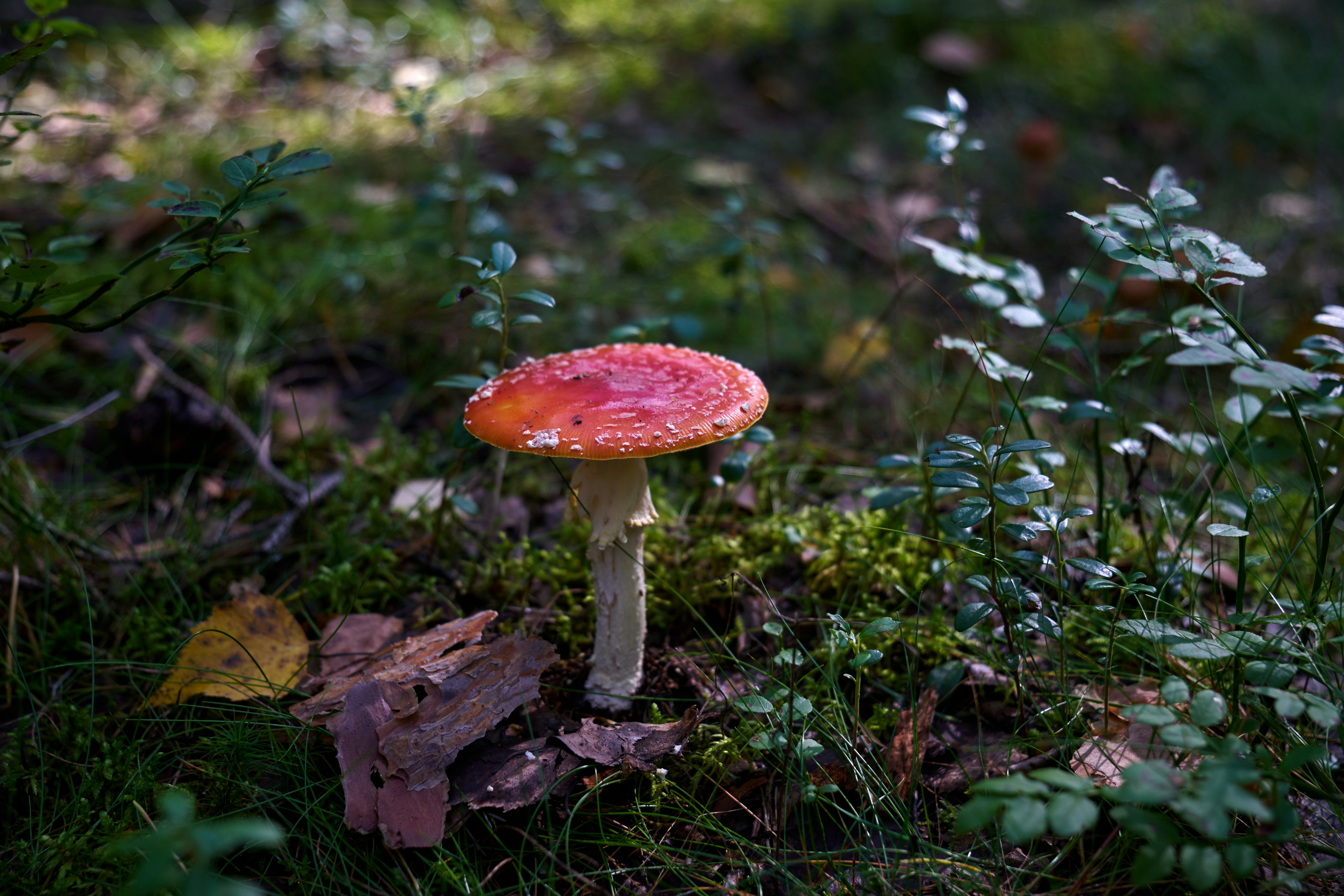 A small red mushroom sitting on the ground photo – Free Fungus Image on ...