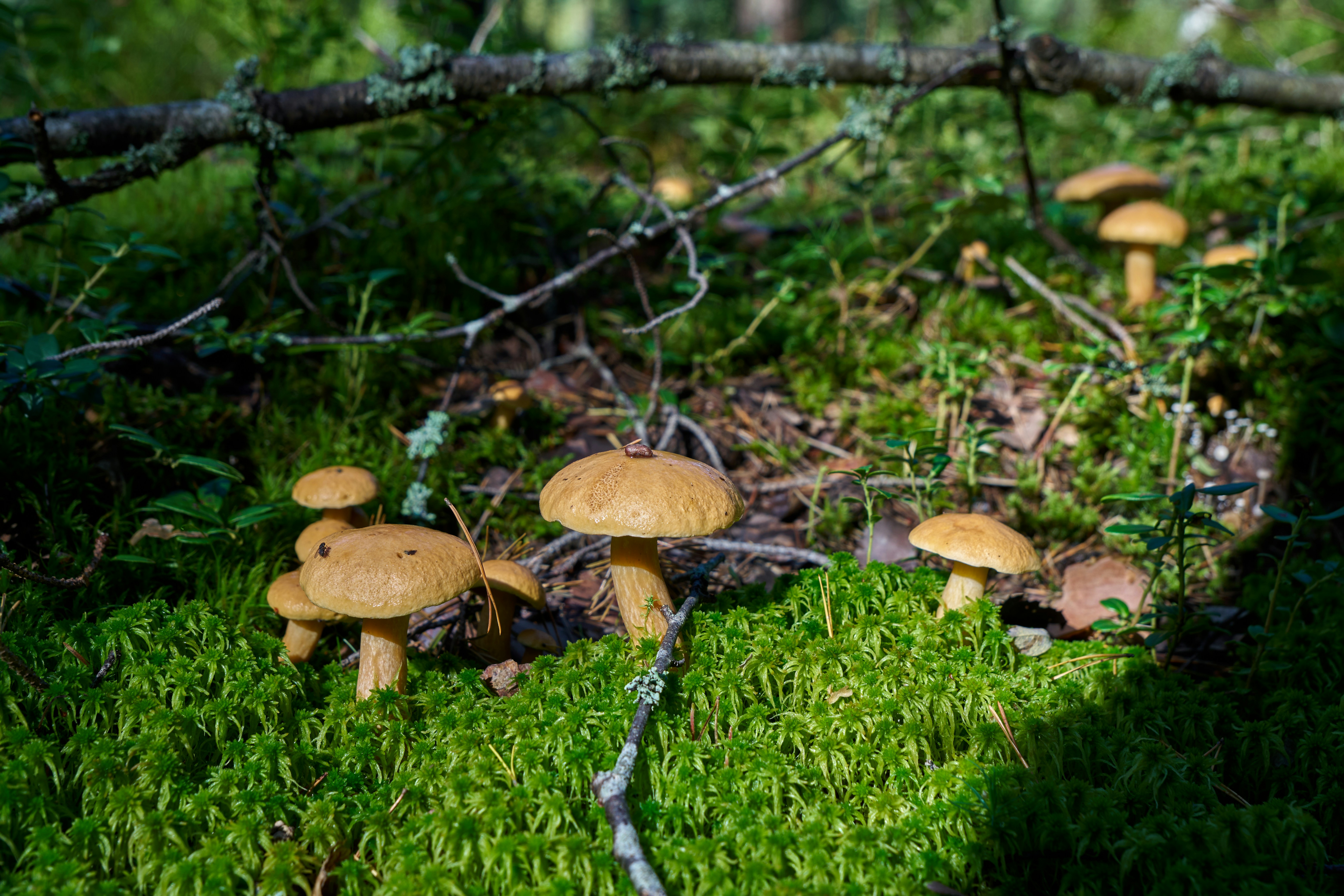Amber-Capped Mushrooms Crown a Mossy Forest Floor