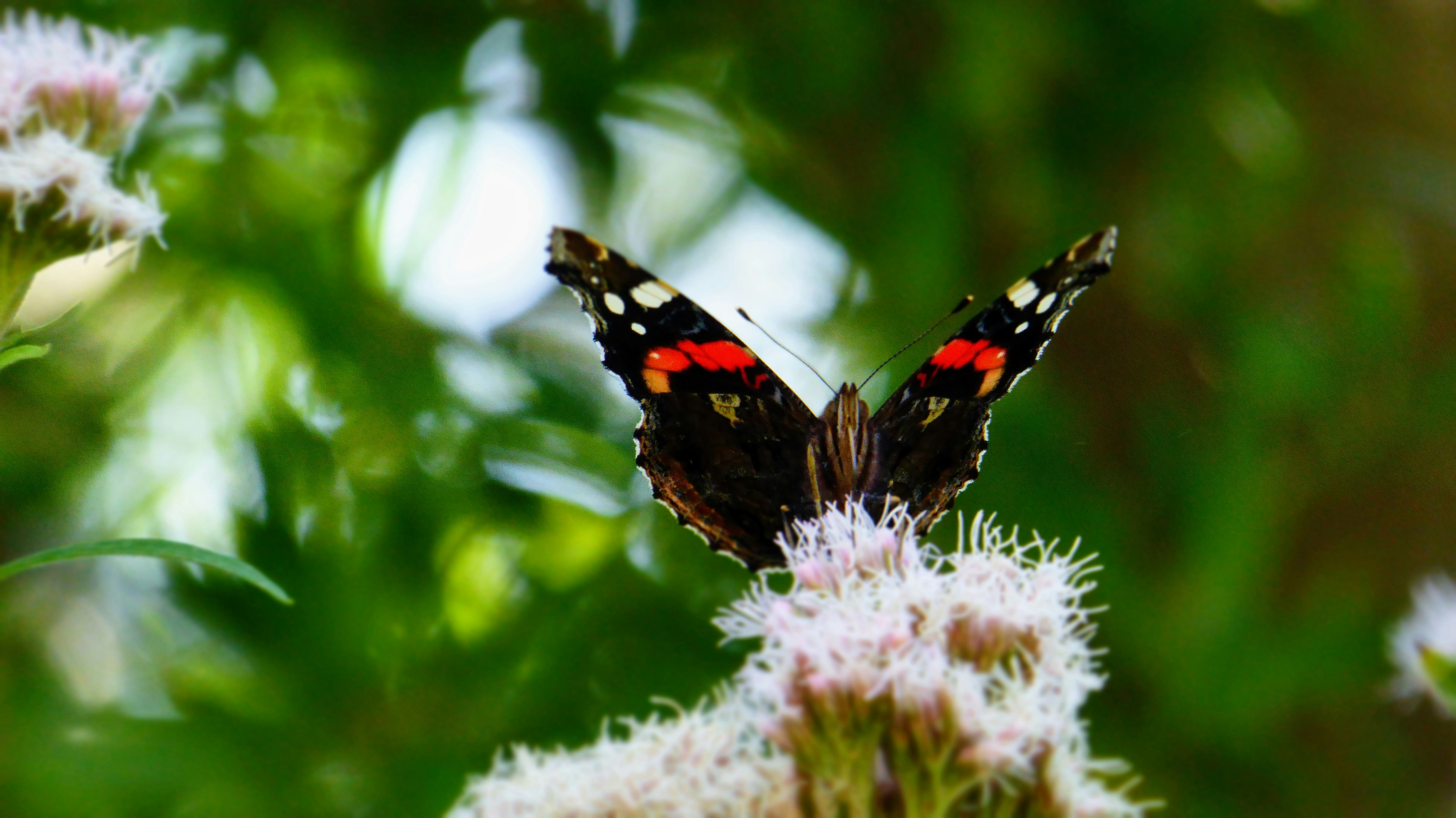 Butterfly perched on a white flower with a lush green background.