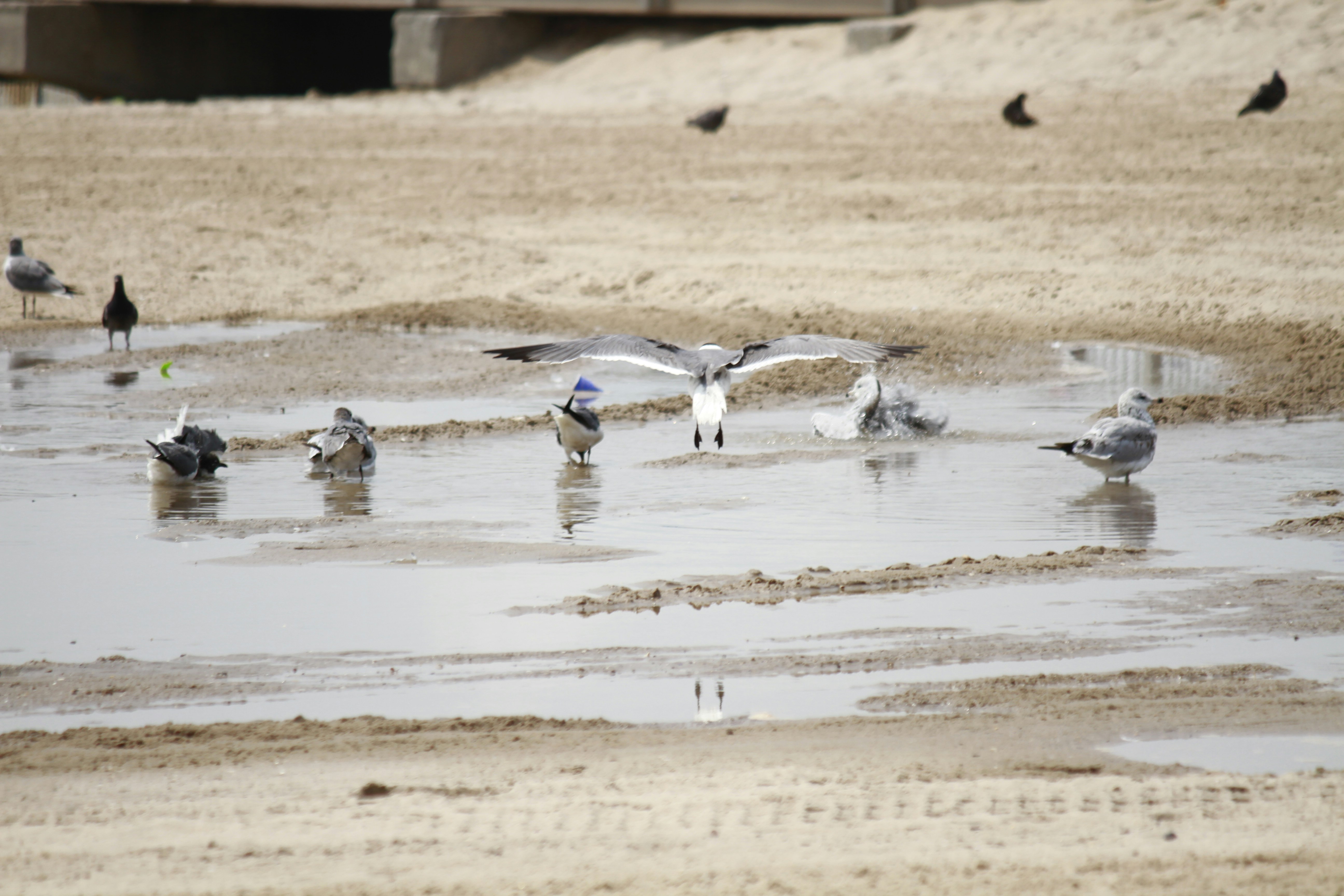 Seagulls Dance on Sandy Shores