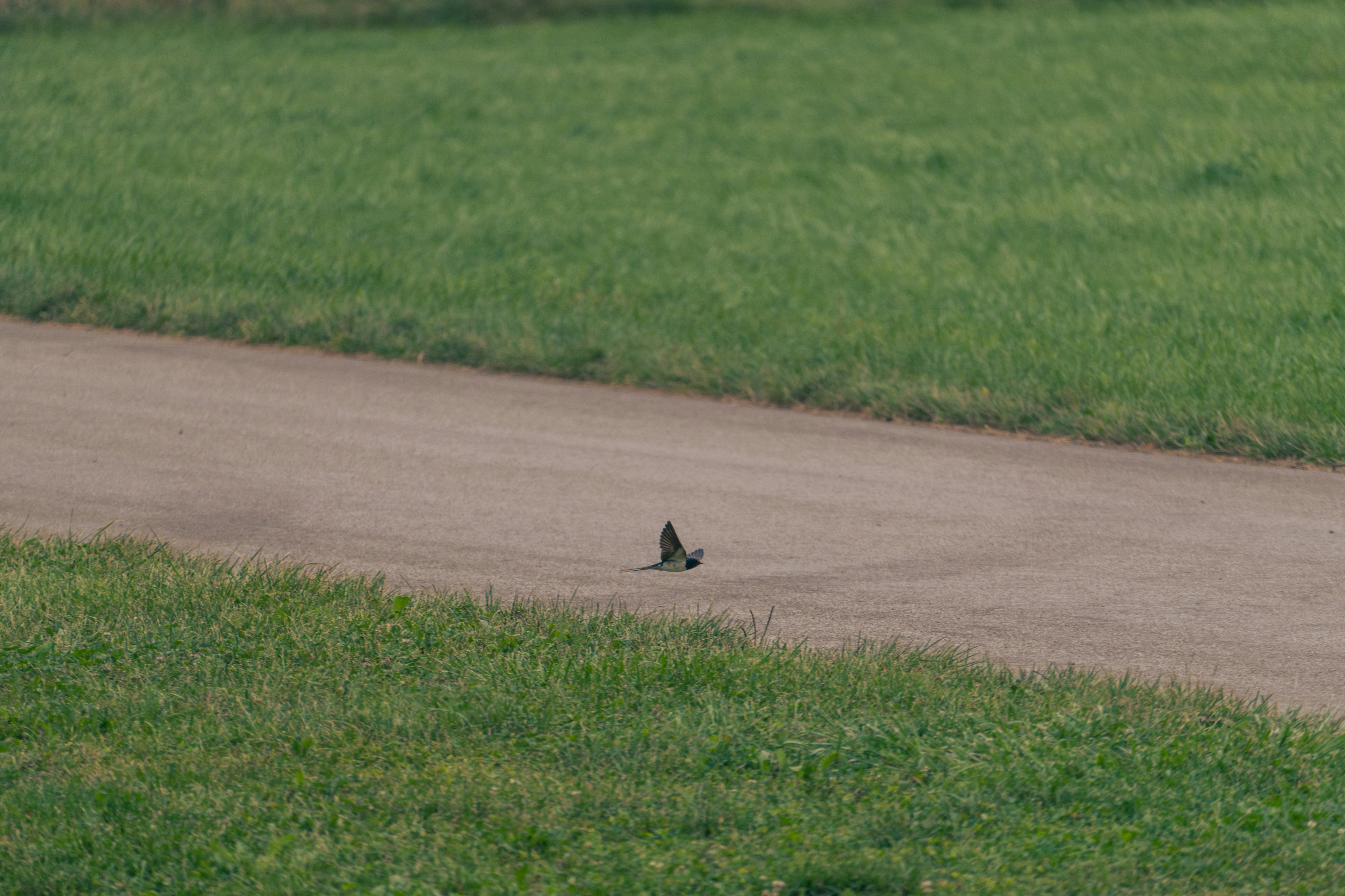 Dappled Wing on a Quiet Park Path