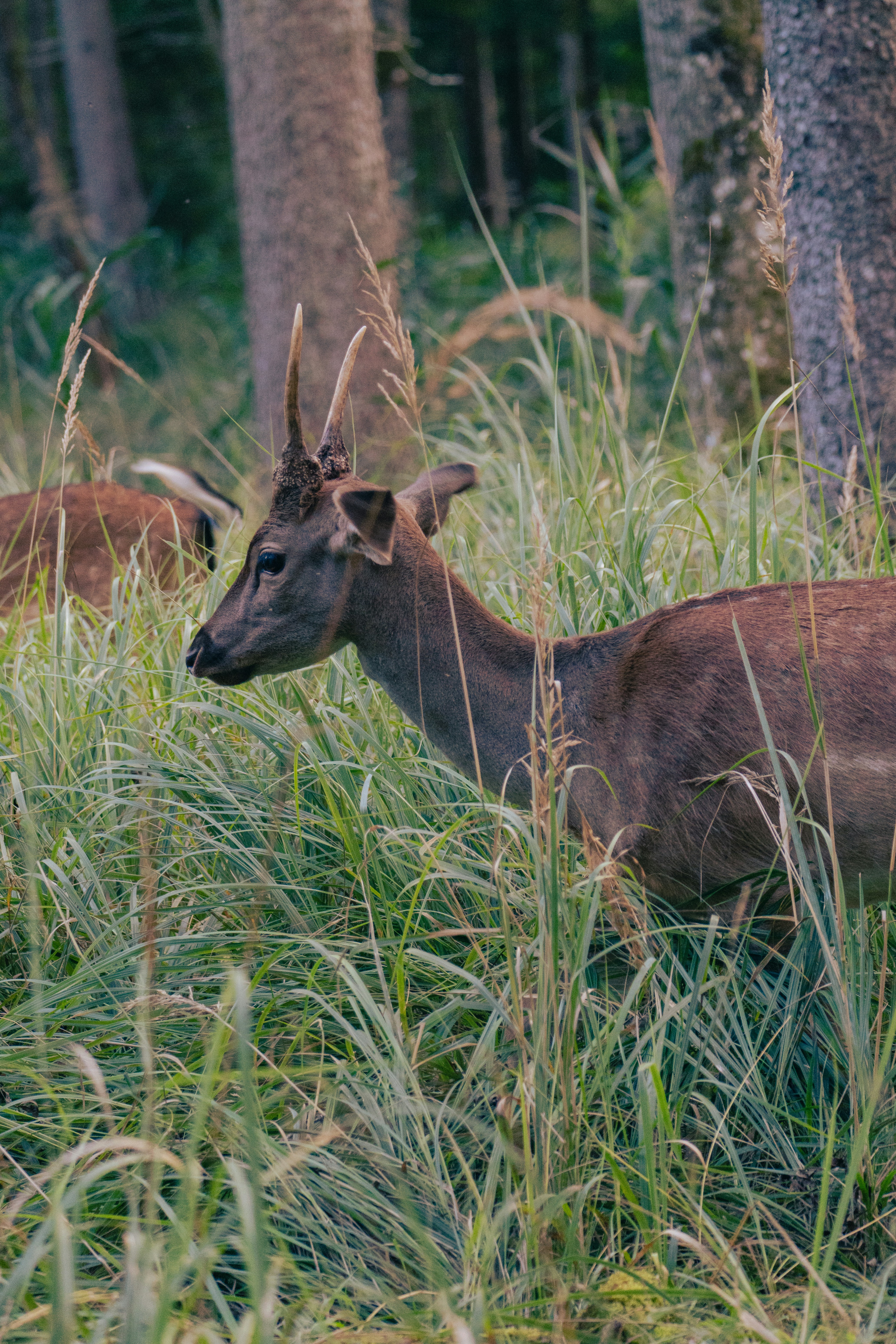 Profile in the Green Veil: A Deer Among Tall Grass