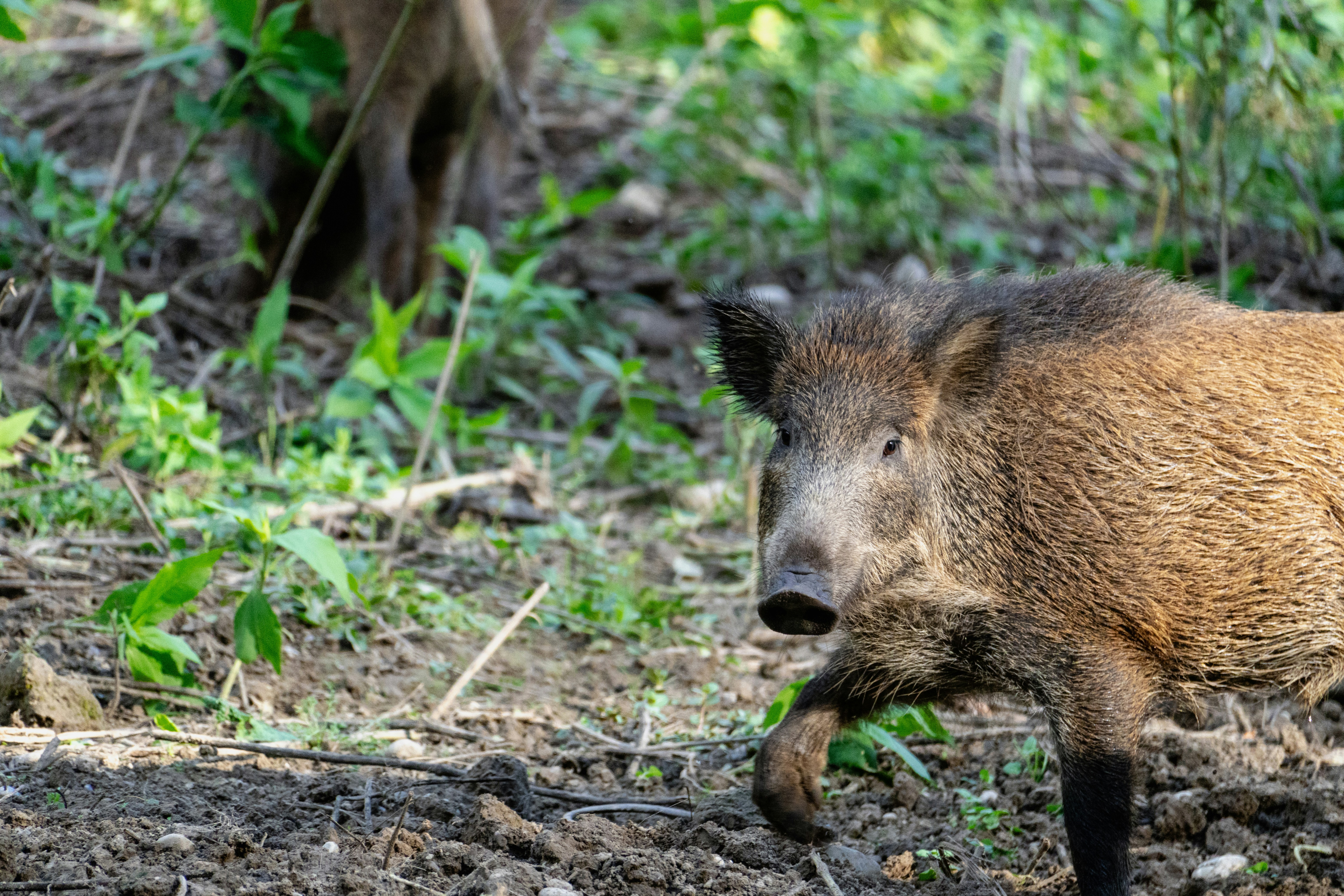 A wild boar is walking through the woodsJan Ledermann