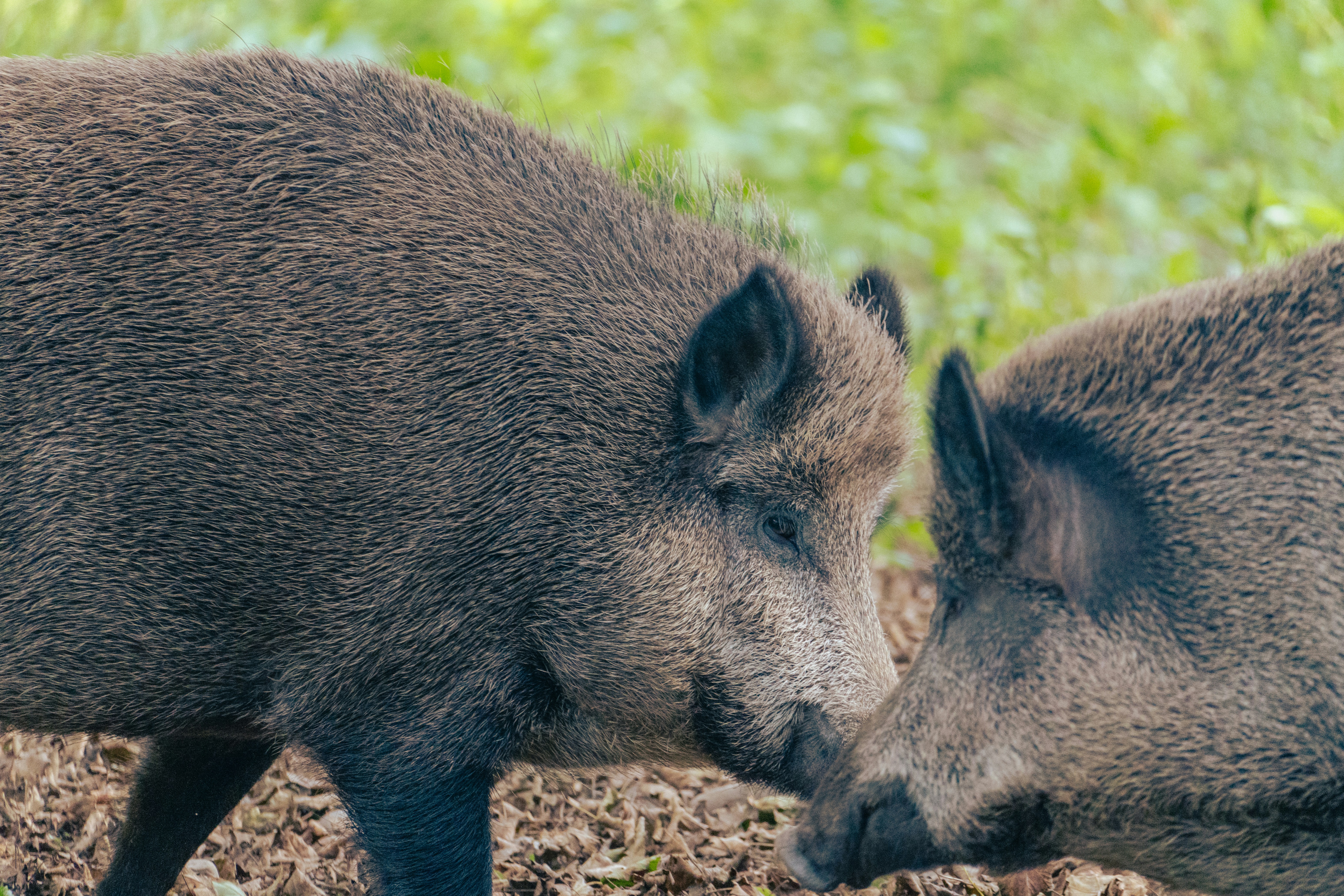 Gentle Encounter in the UnderbrushJan Ledermann