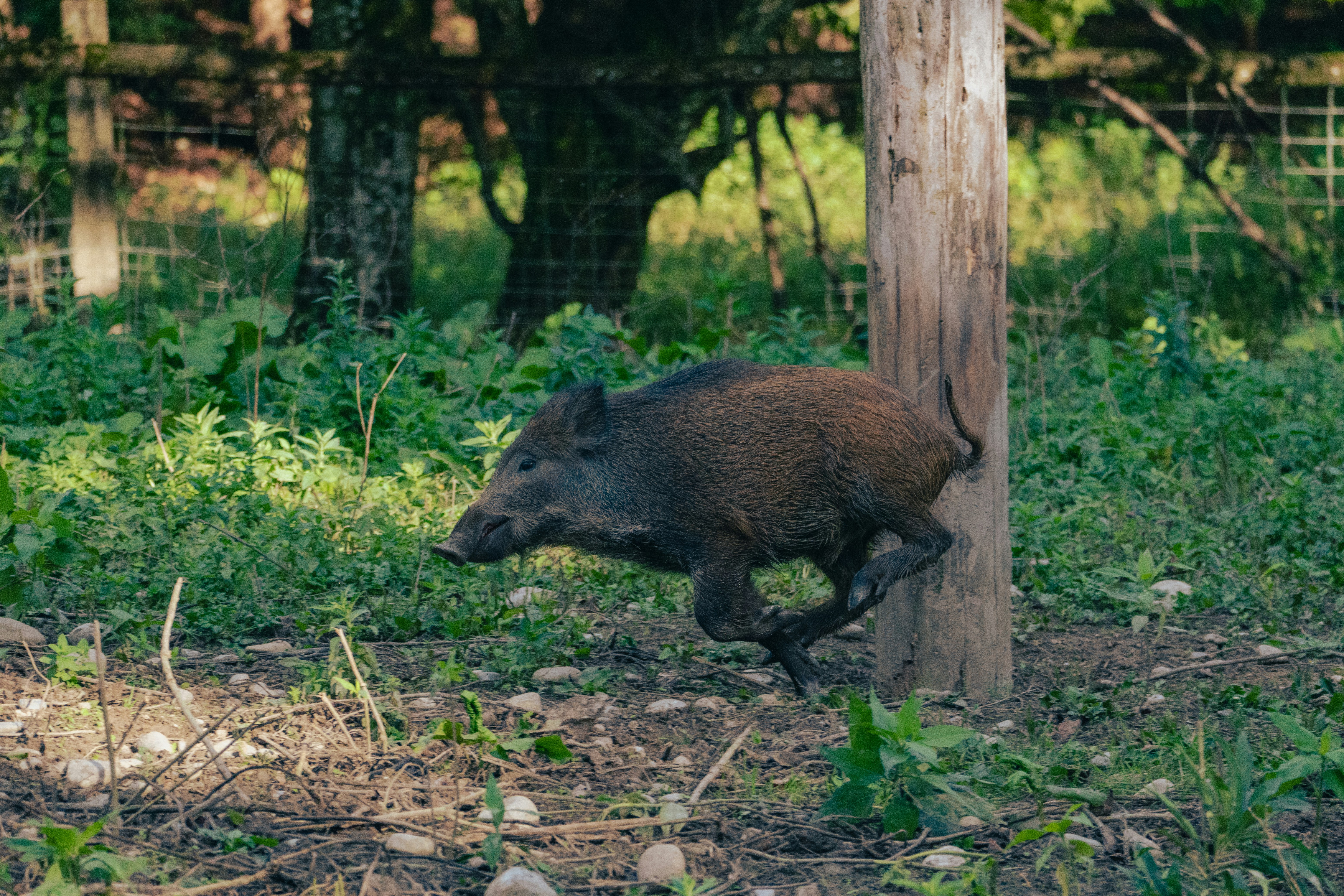 A wild boar running around a tree in the woodsJan Ledermann