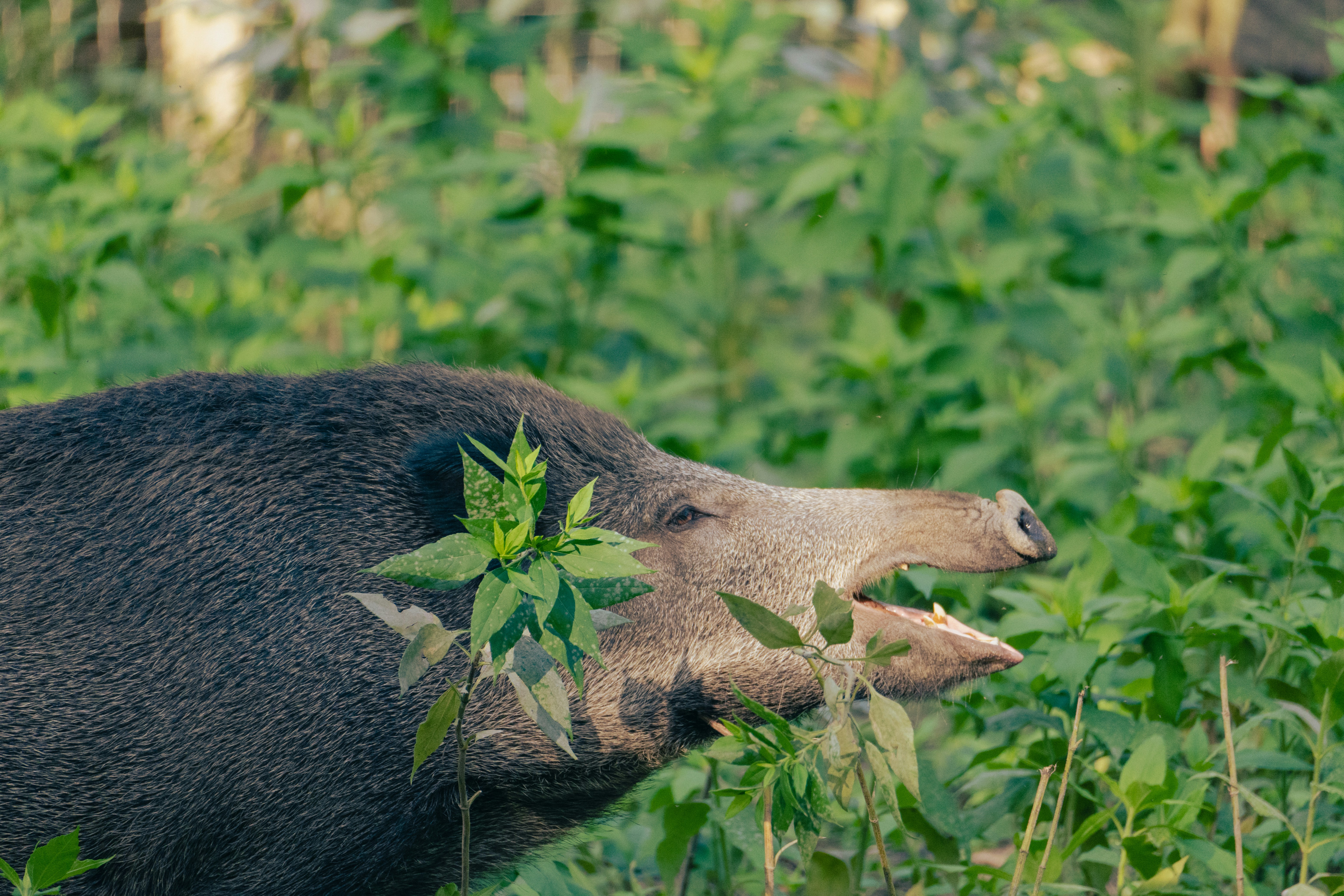 Elongated Snout Through Dense Foliage: A Quiet Wildlife Moment