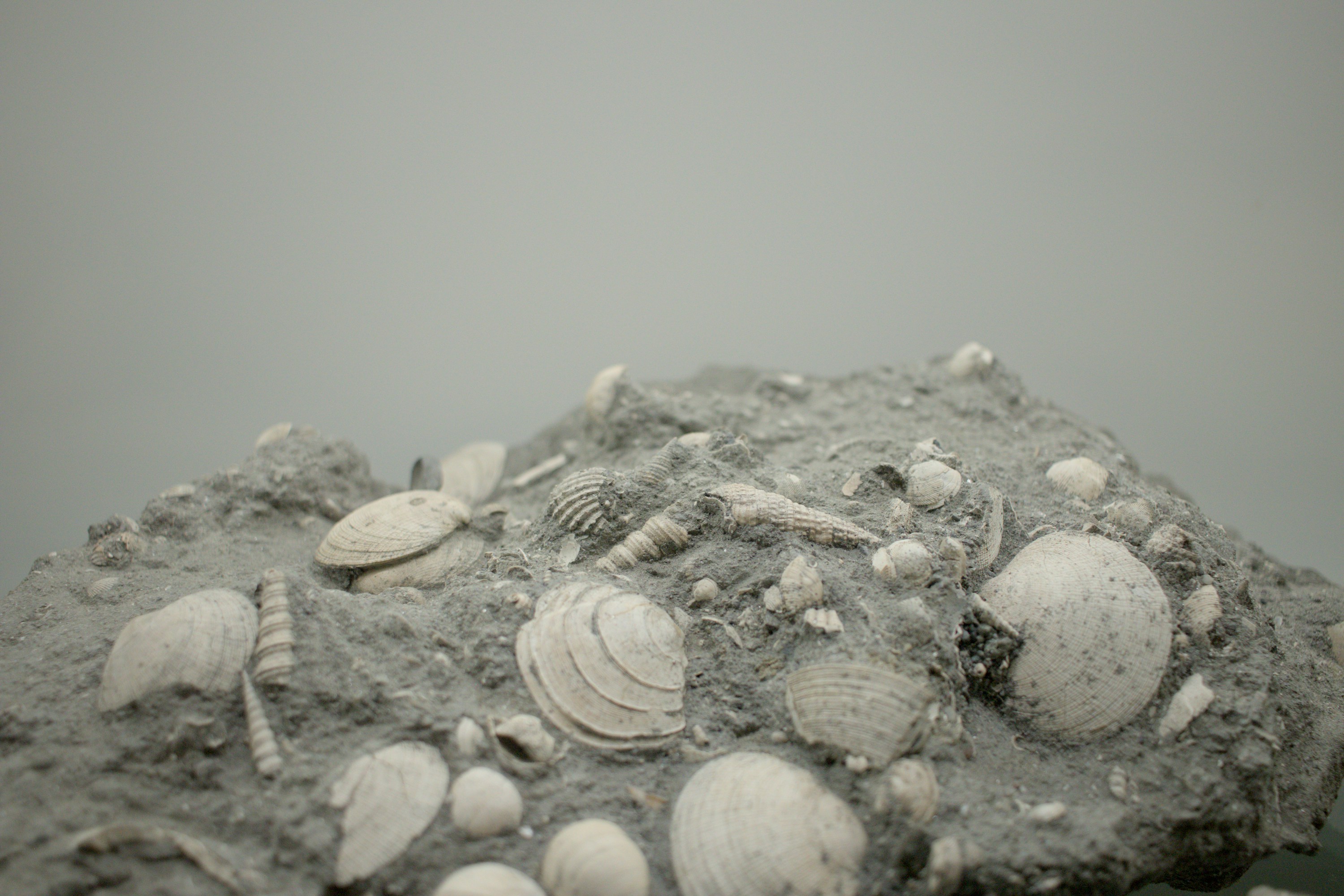 A rock covered in shells on a beach photo – Free Fossil Image on Unsplash