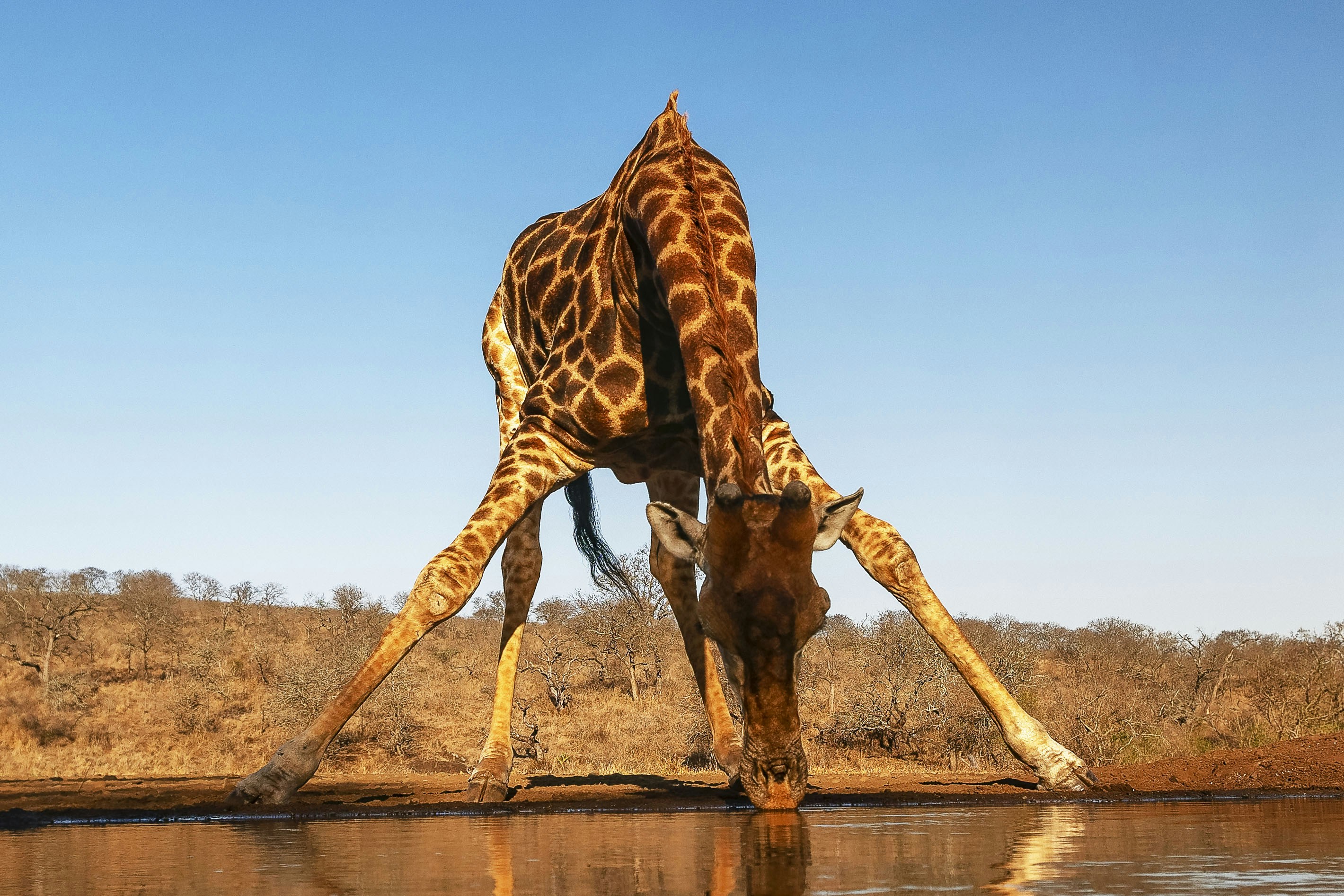 Giraffe at the Waterline: A Delicate Drink in Serengeti Light