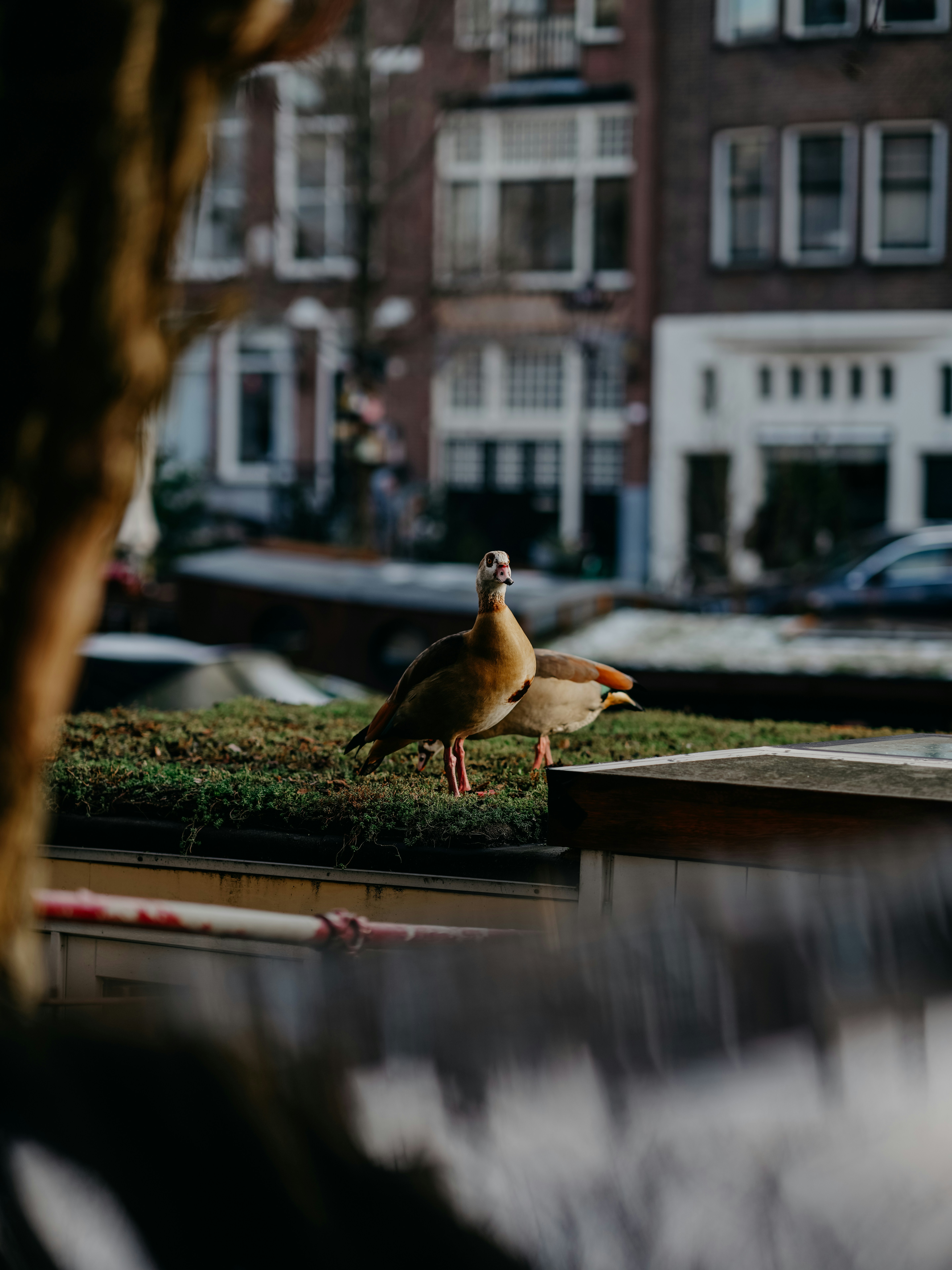 City Rooftop Duet: Ducks Pause on the Edge