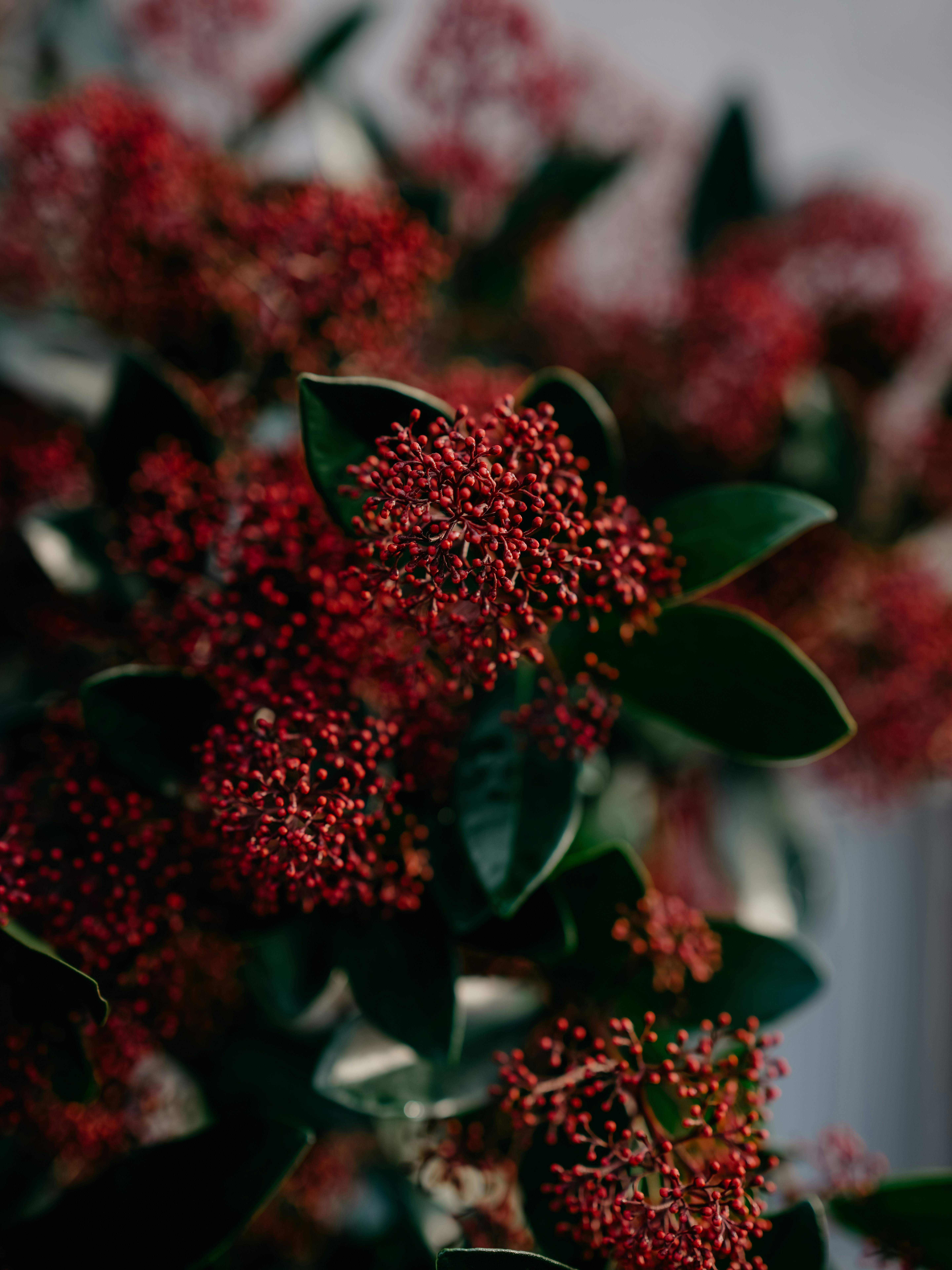 Crimson Cores: Macro Bouquet in Focus