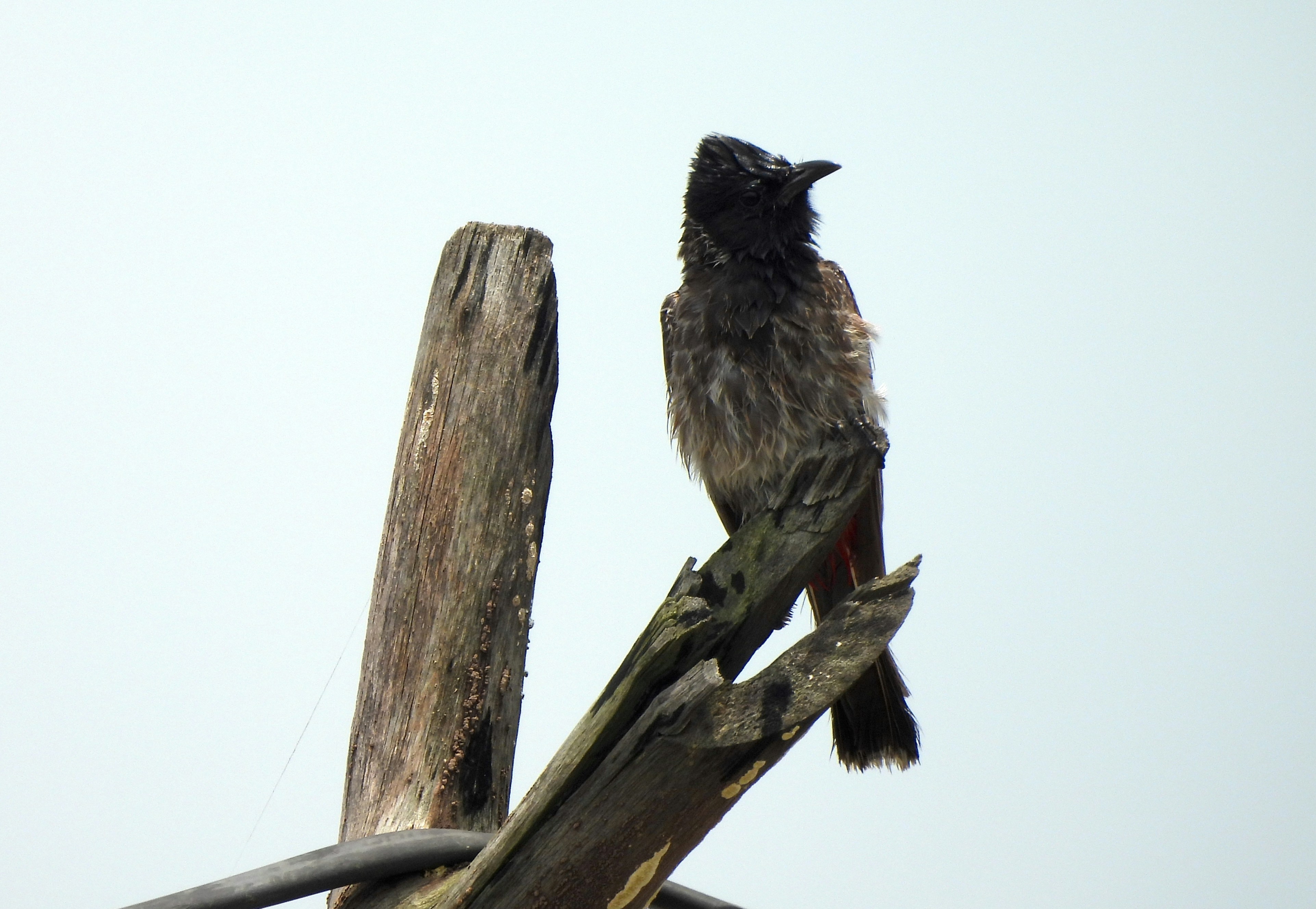 Bird perched on a weathered wooden post against a pale sky.