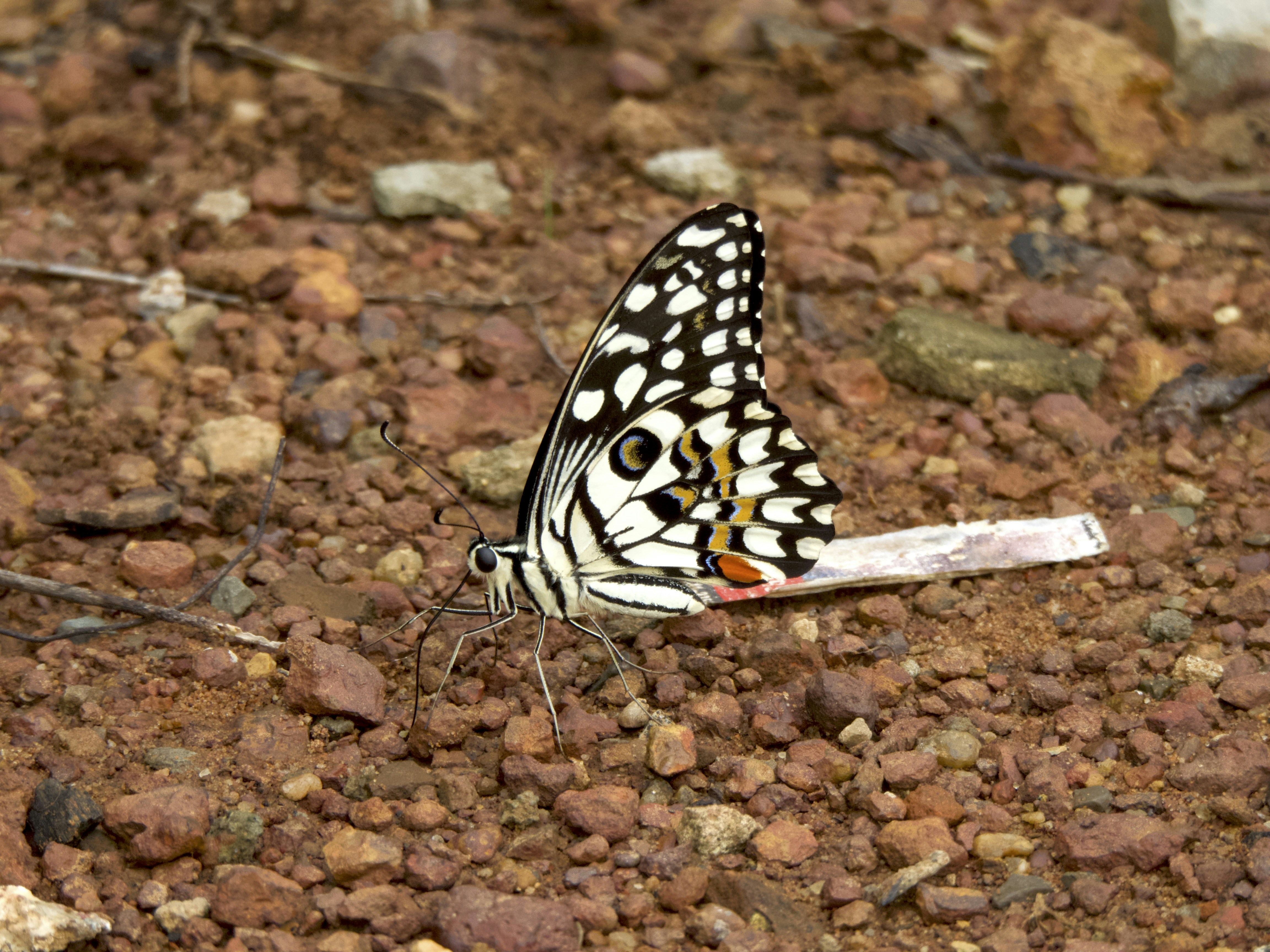 Butterfly Aesthetic Pictures | Download Free Images on Unsplash