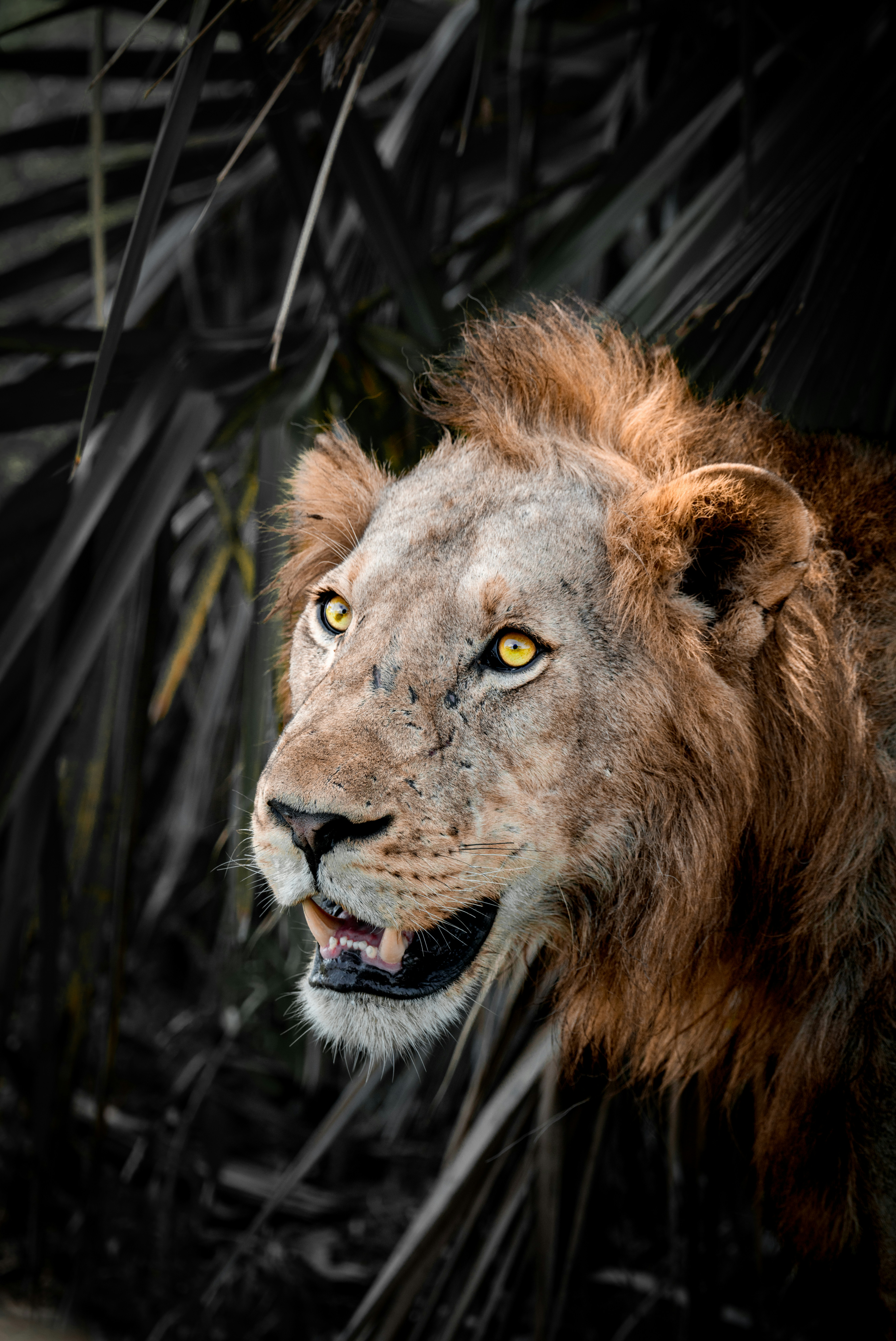 Majestic Gaze of the Wild King