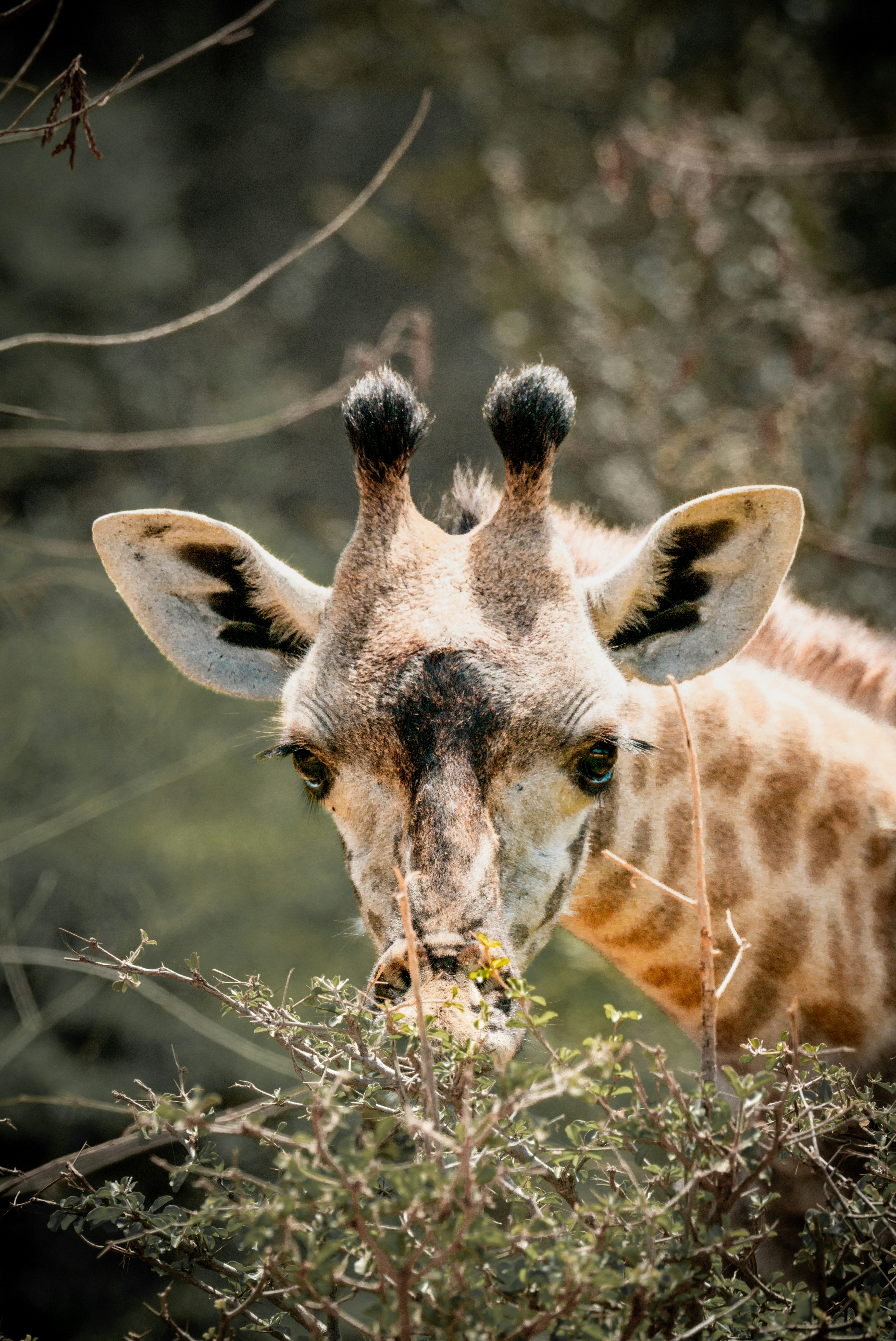 Giraffe in Bur (Close-Up) Among Spiny Bushes