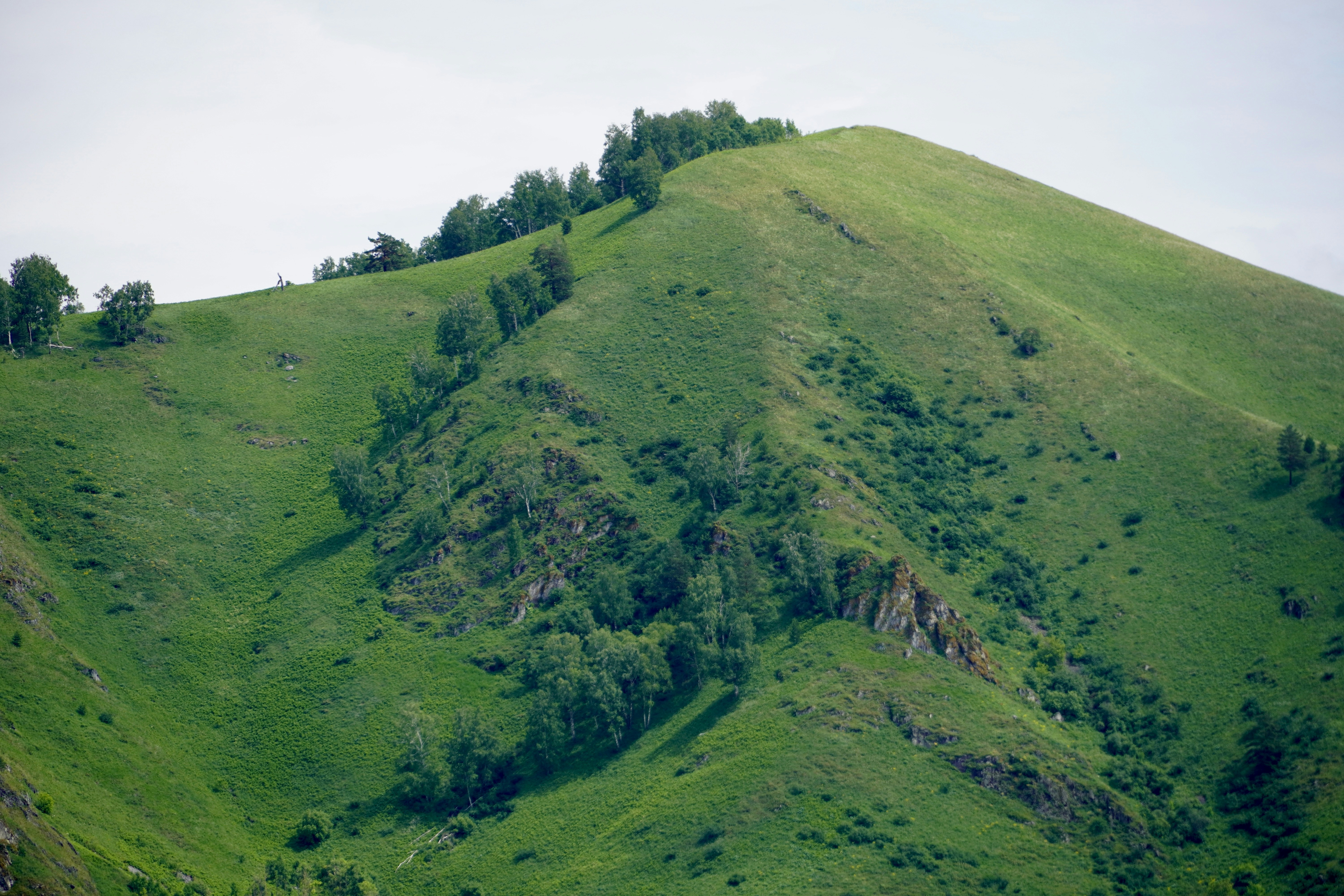 A grassy hill with trees on top of it photo – Free Altay Image on Unsplash