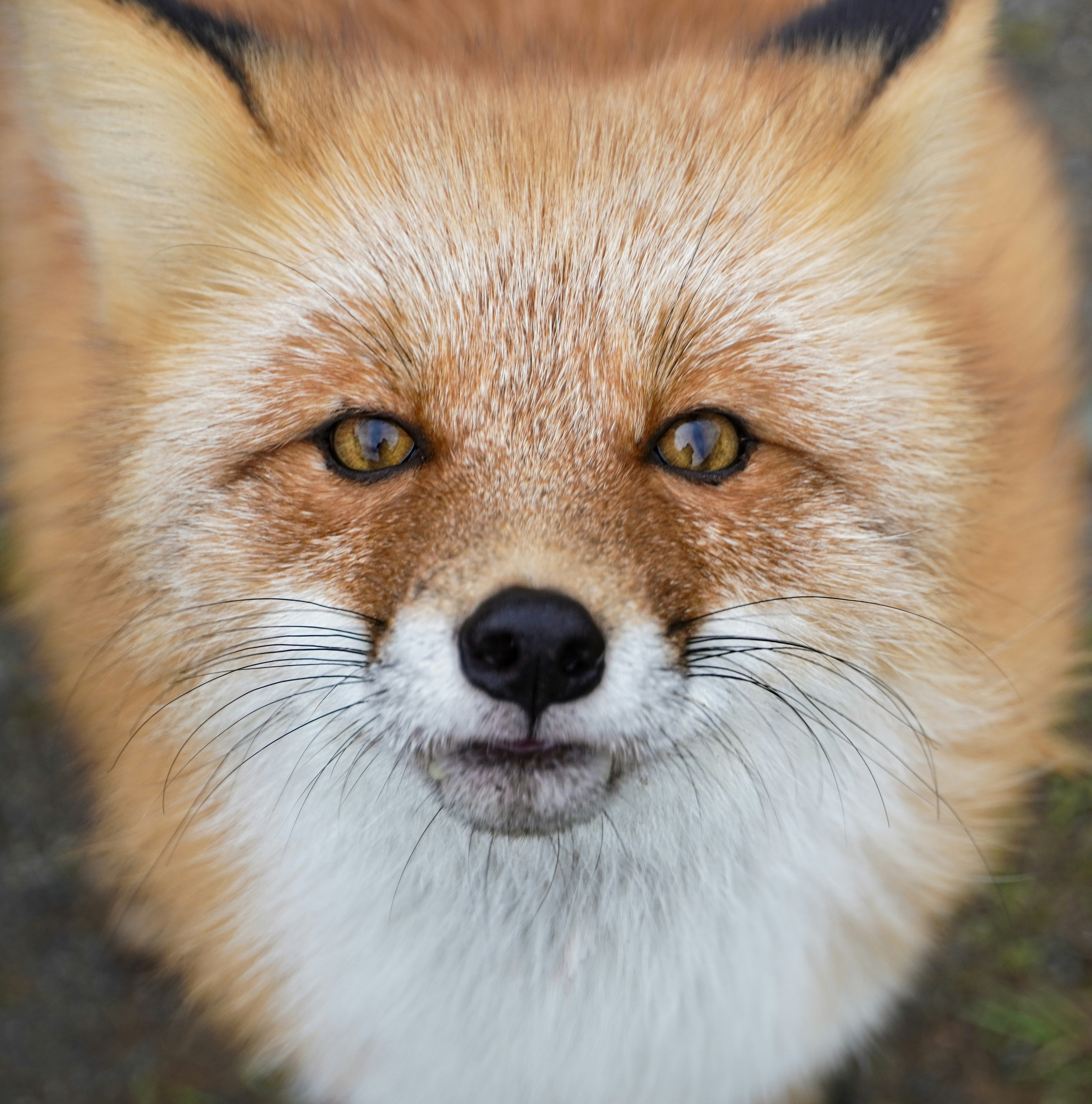 A close up of a red fox's face photo – Free Animal Image on Unsplash