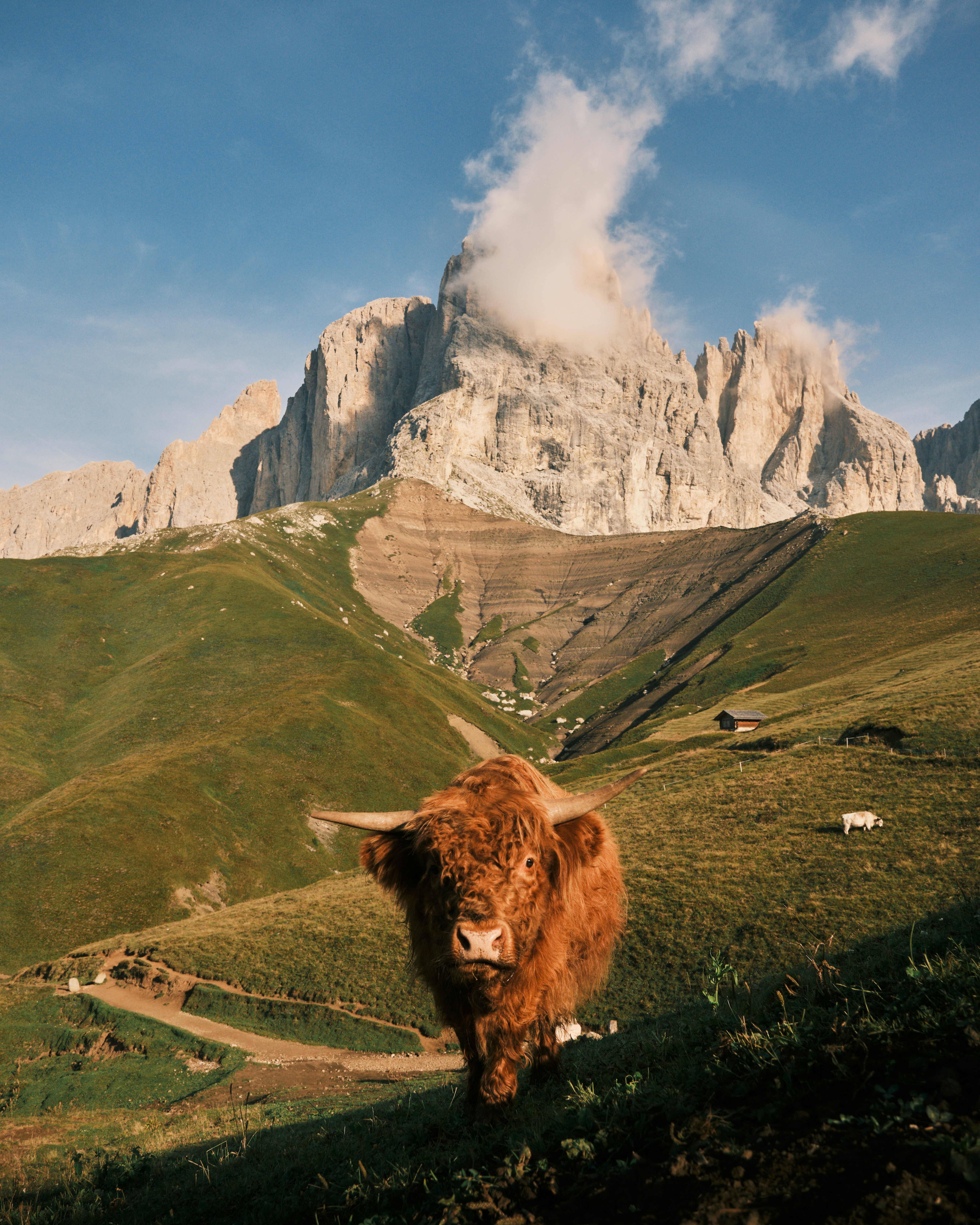 Highland Cow Amidst Majestic Peaks