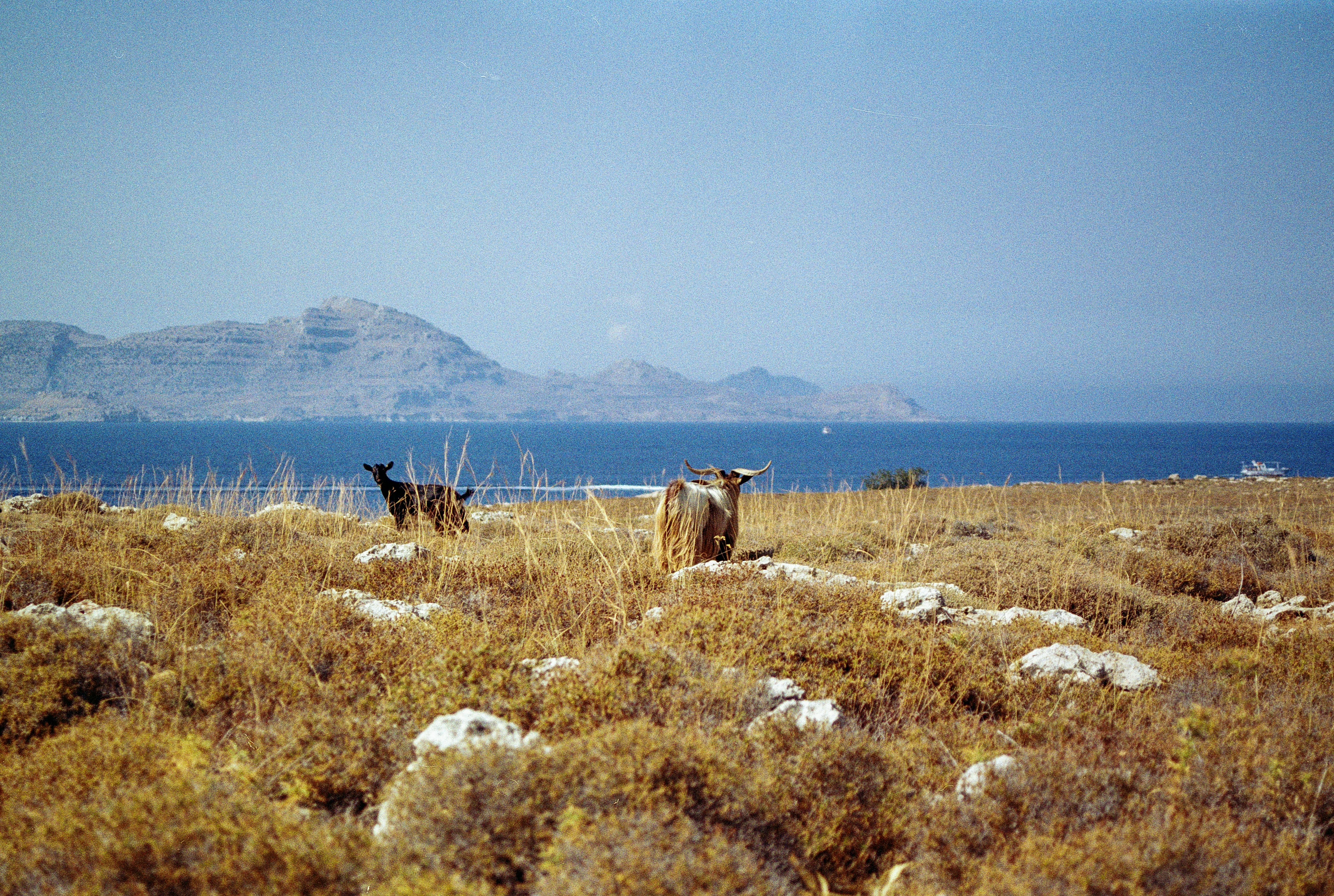 Twin Silhouettes on a Wind-Swept Coastal Heath