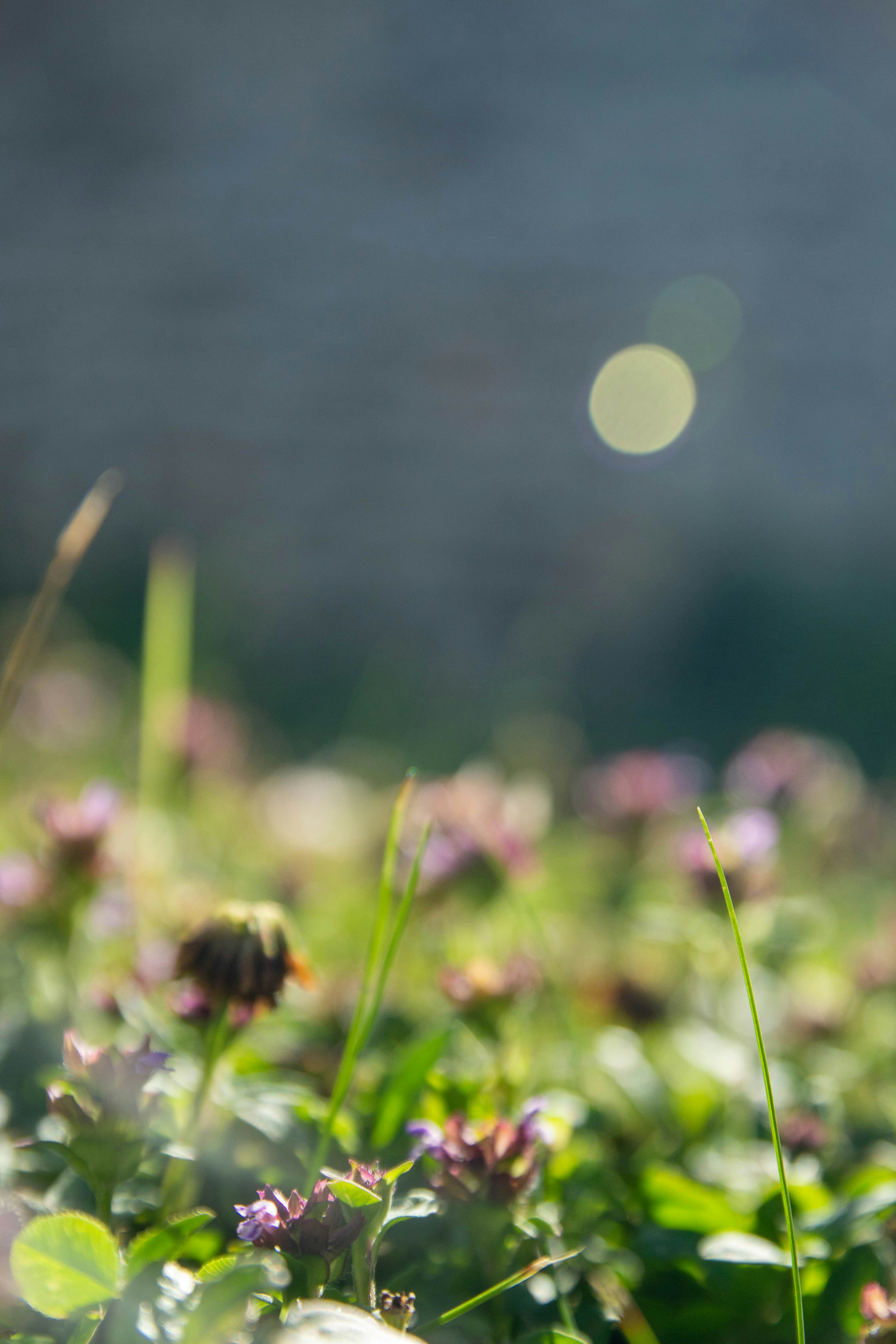 Whispers of Spring: a Soft-Blur Meadow with Golden Bokeh